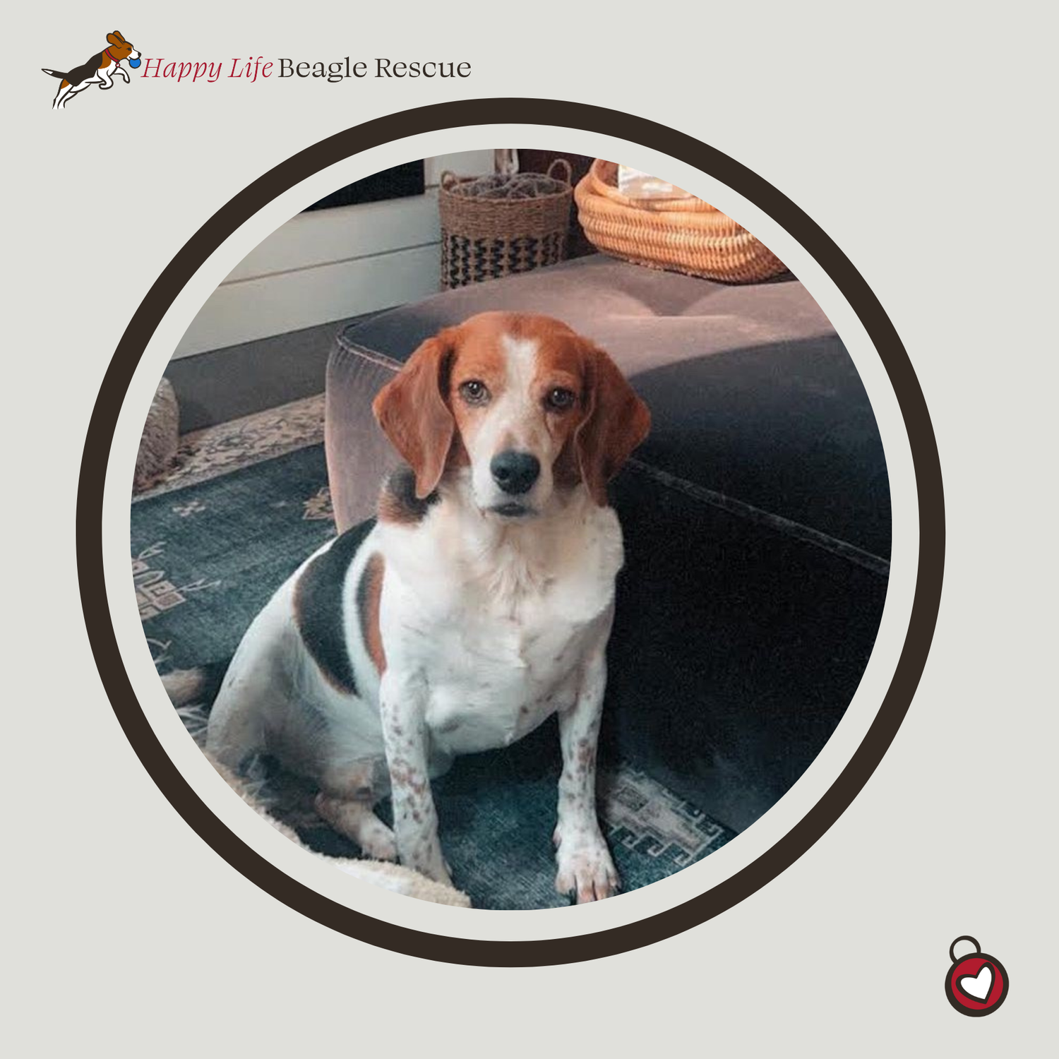 Available Dogs — Happy Life Beagle Rescue