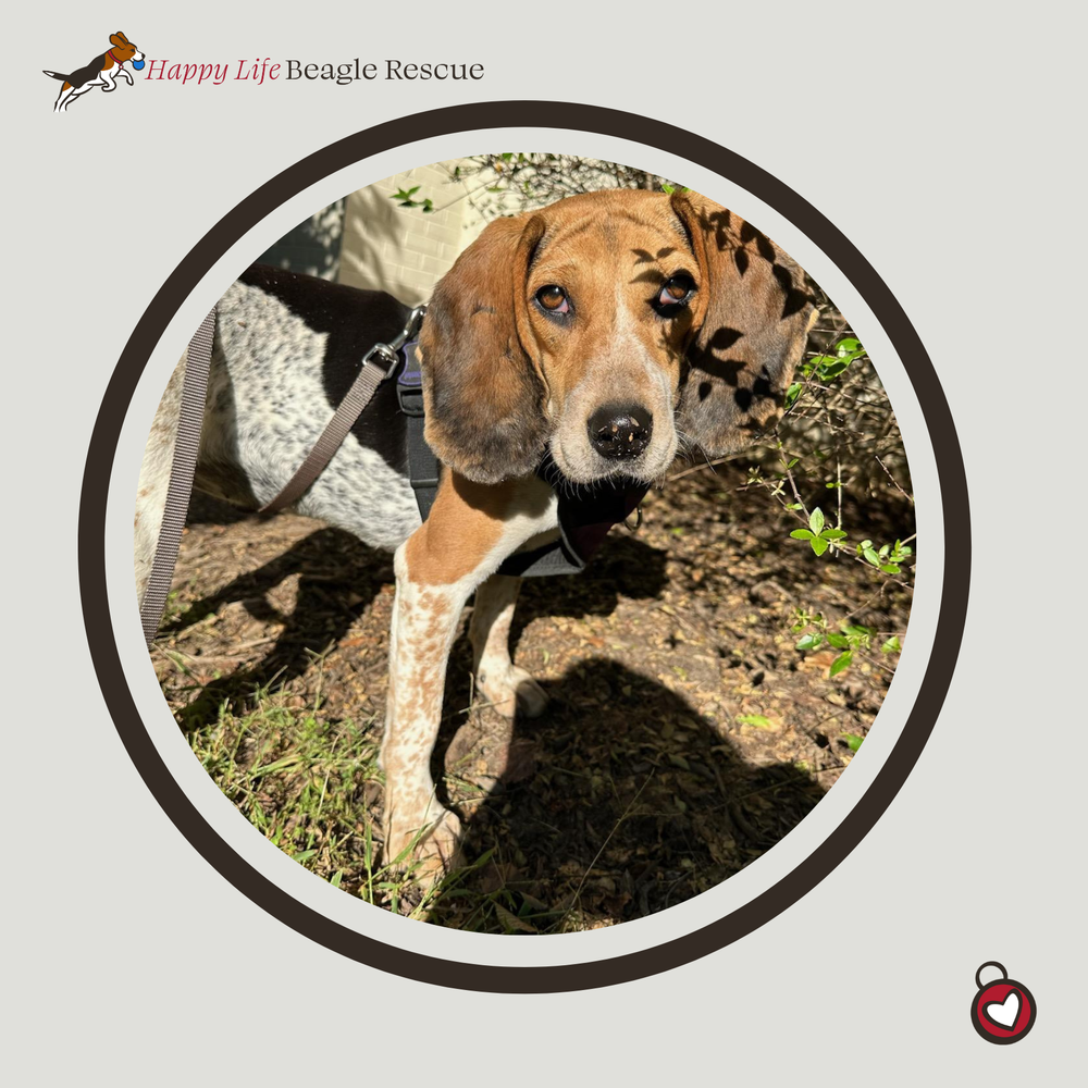 Available Dogs — Happy Life Beagle Rescue