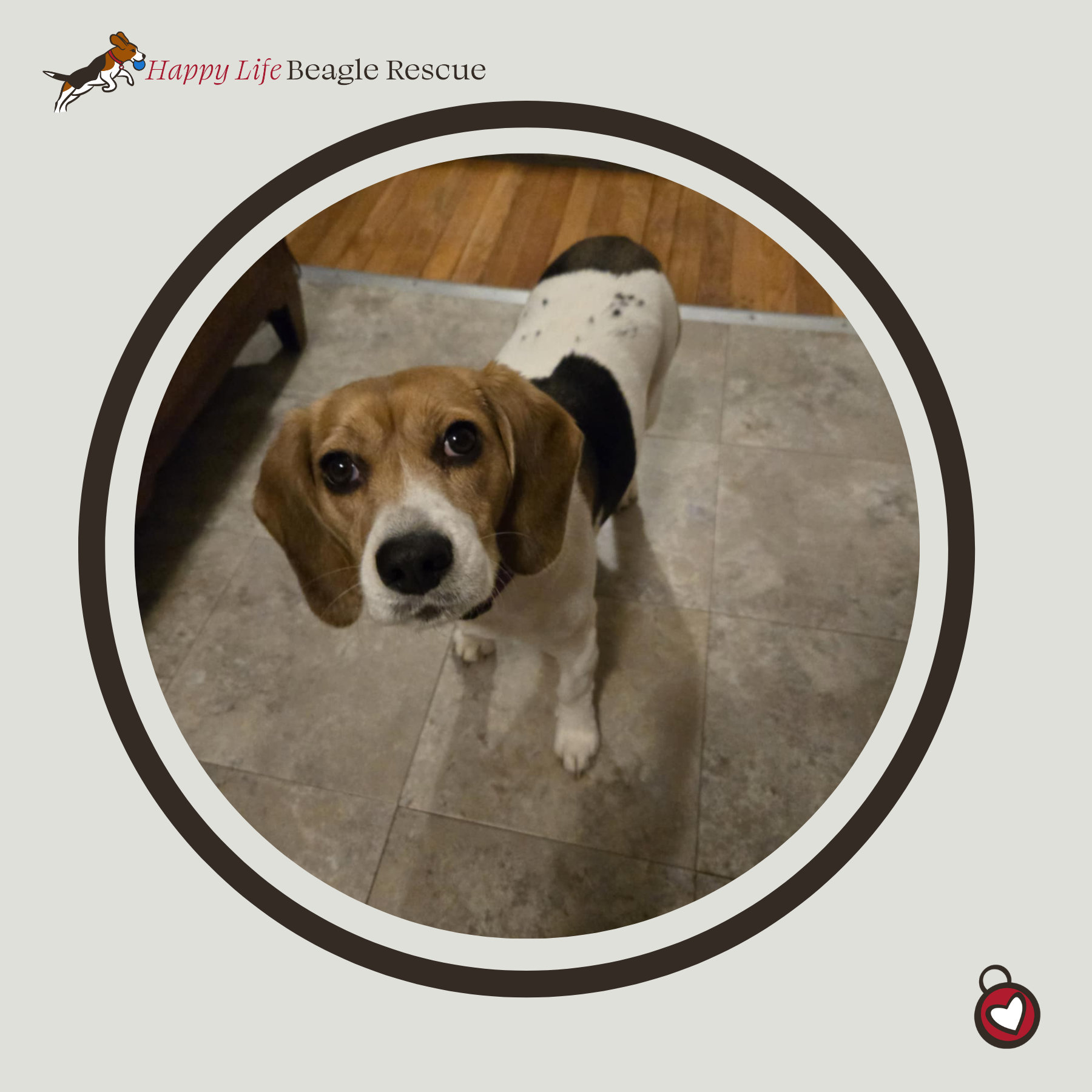 Beagle Rescue TRIANGLE BEAGLE RESCUE Updated March 2025 13200