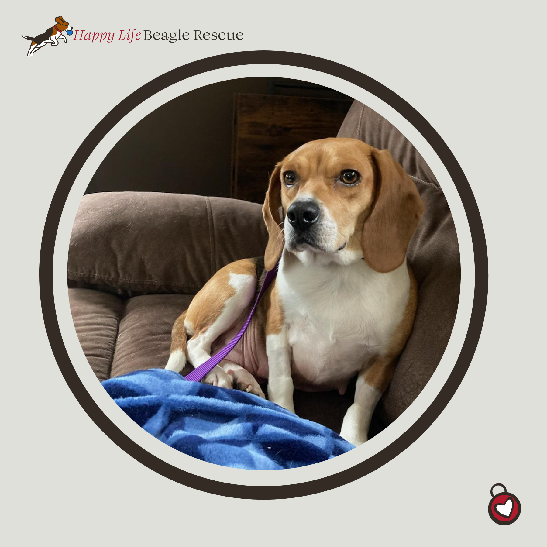 Available Dogs — Happy Life Beagle Rescue