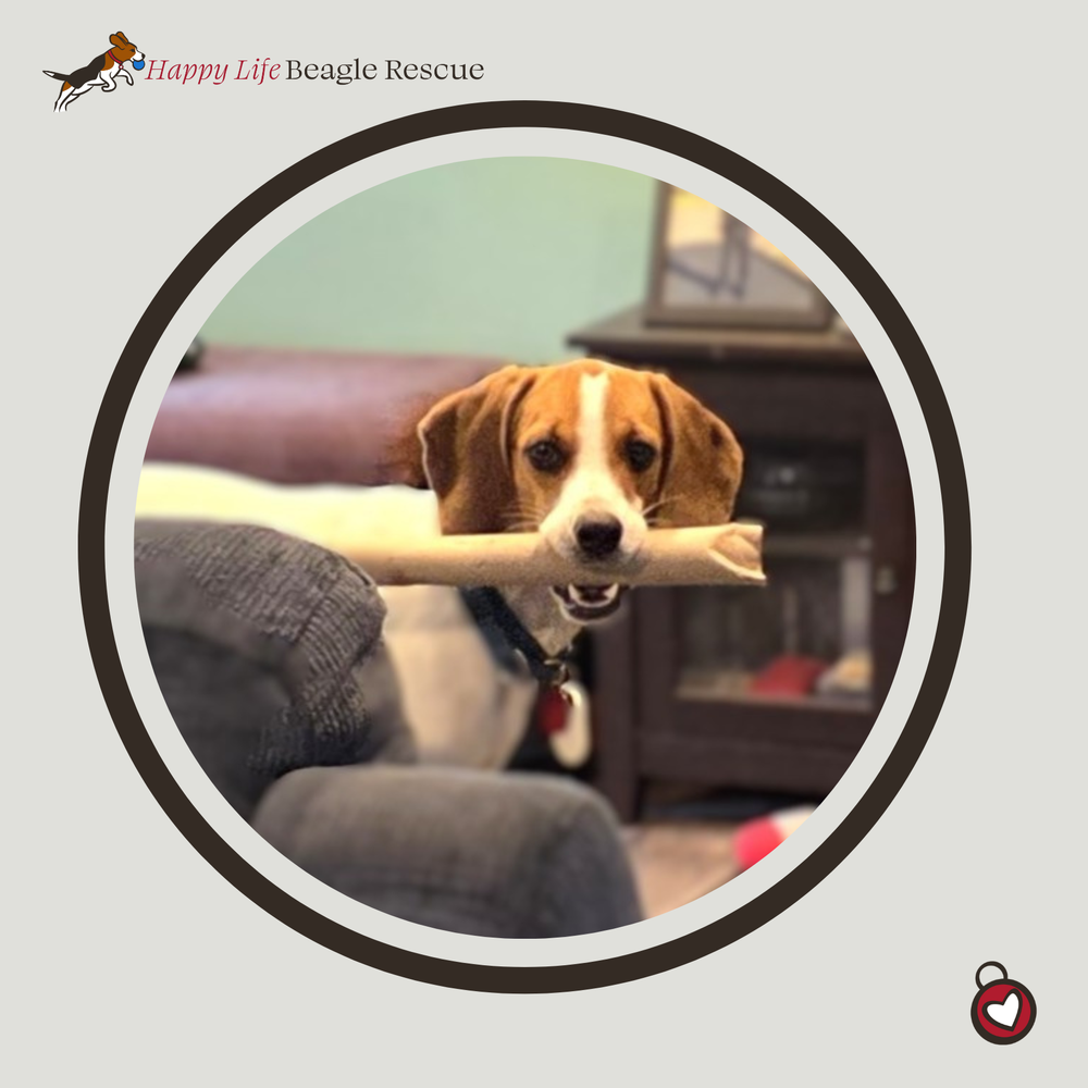Available Dogs — Happy Life Beagle Rescue