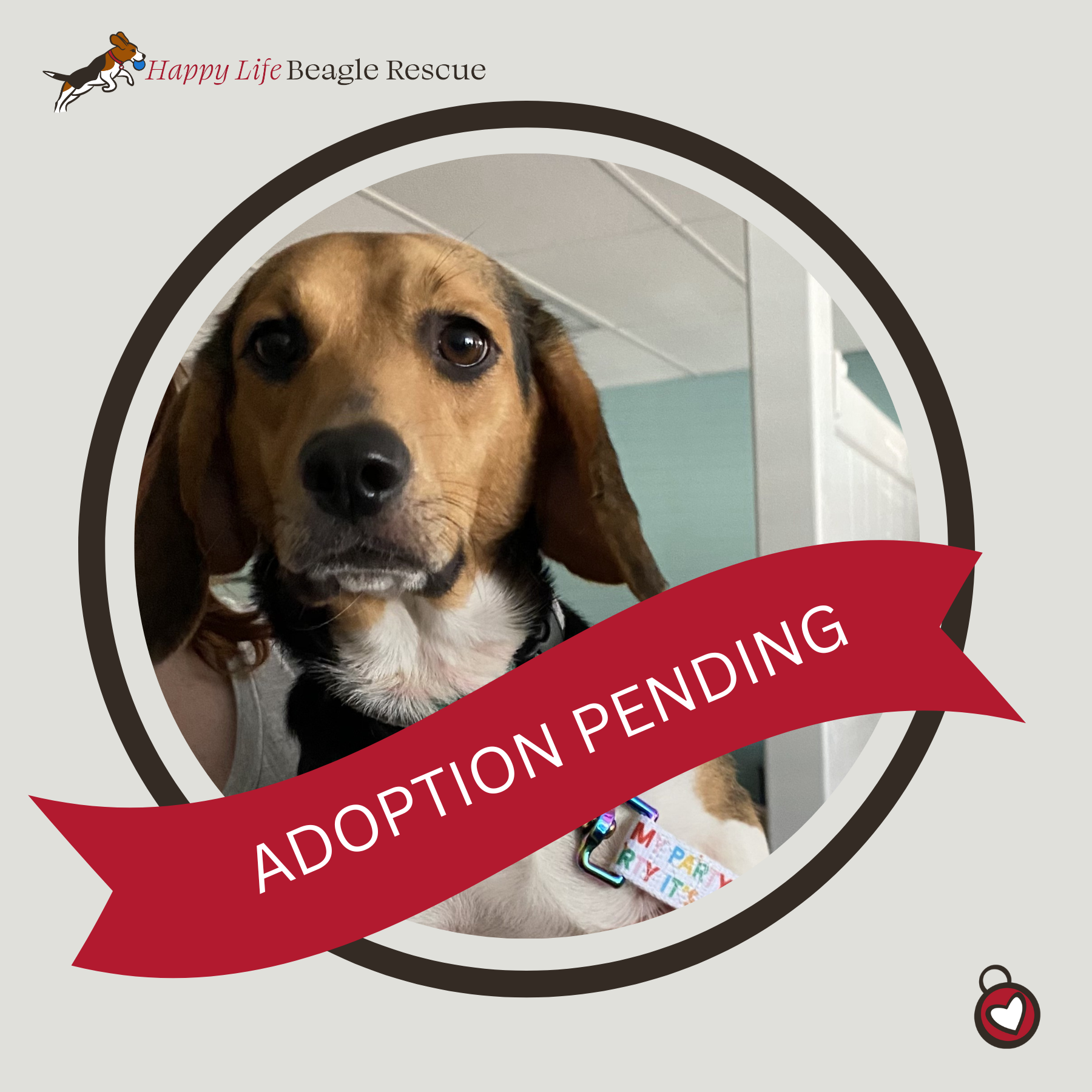 Available Dogs — Happy Life Beagle Rescue