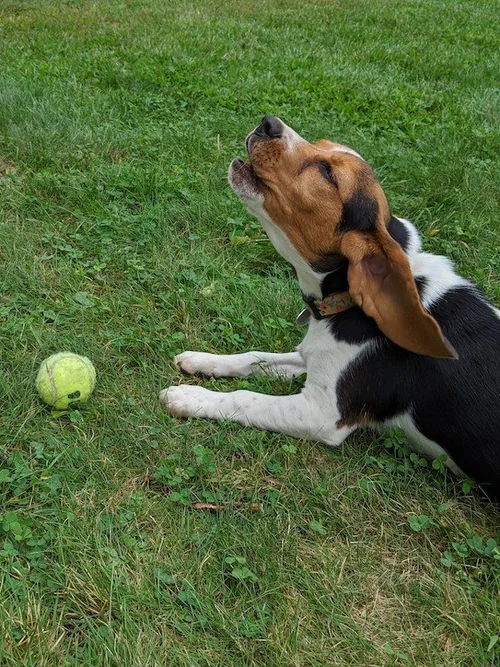 Happy Life Beagle Rescue