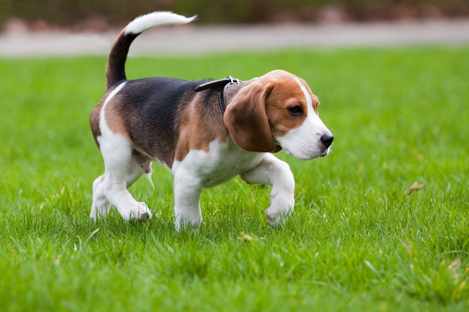 About Happy Life — Happy Life Beagle Rescue