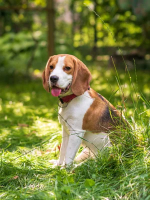 Happy Life Beagle Rescue