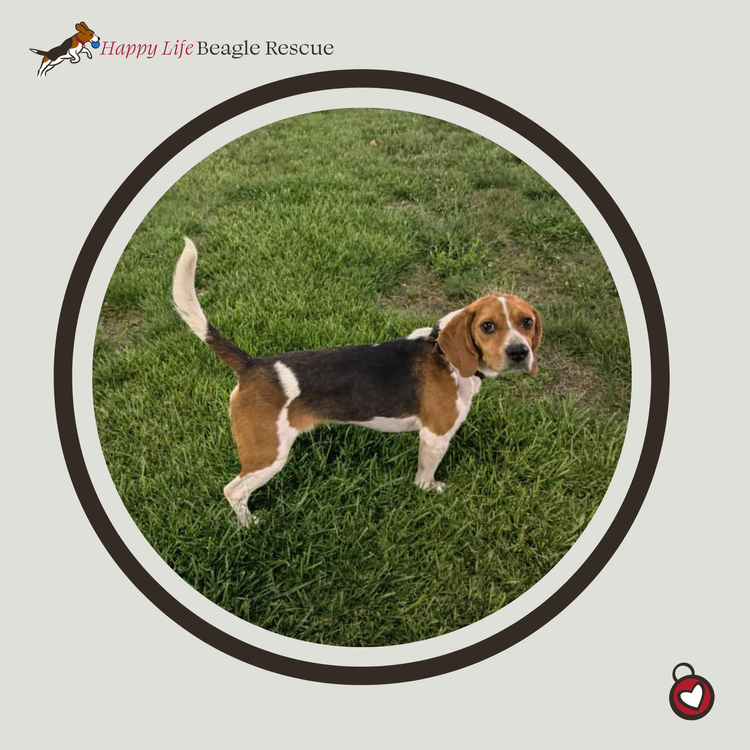 Beeg — Happy Life Beagle Rescue
