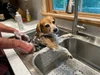The Truth About Beagles — Happy Life Beagle Rescue
