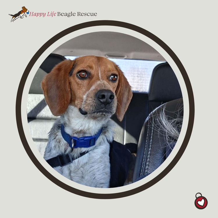 Rambo — Happy Life Beagle Rescue