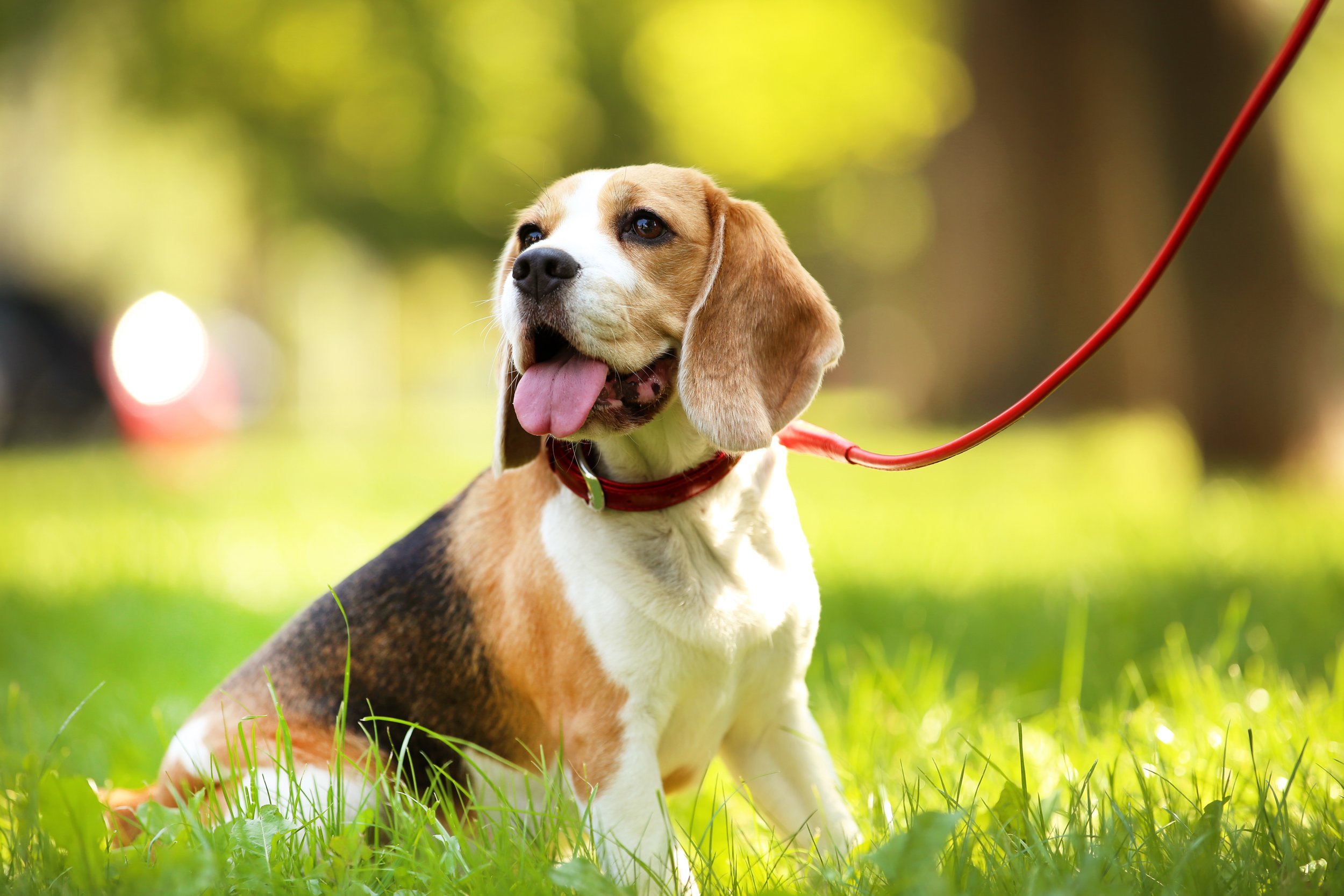 Adoption Forms and Pay Fee — Happy Life Beagle Rescue