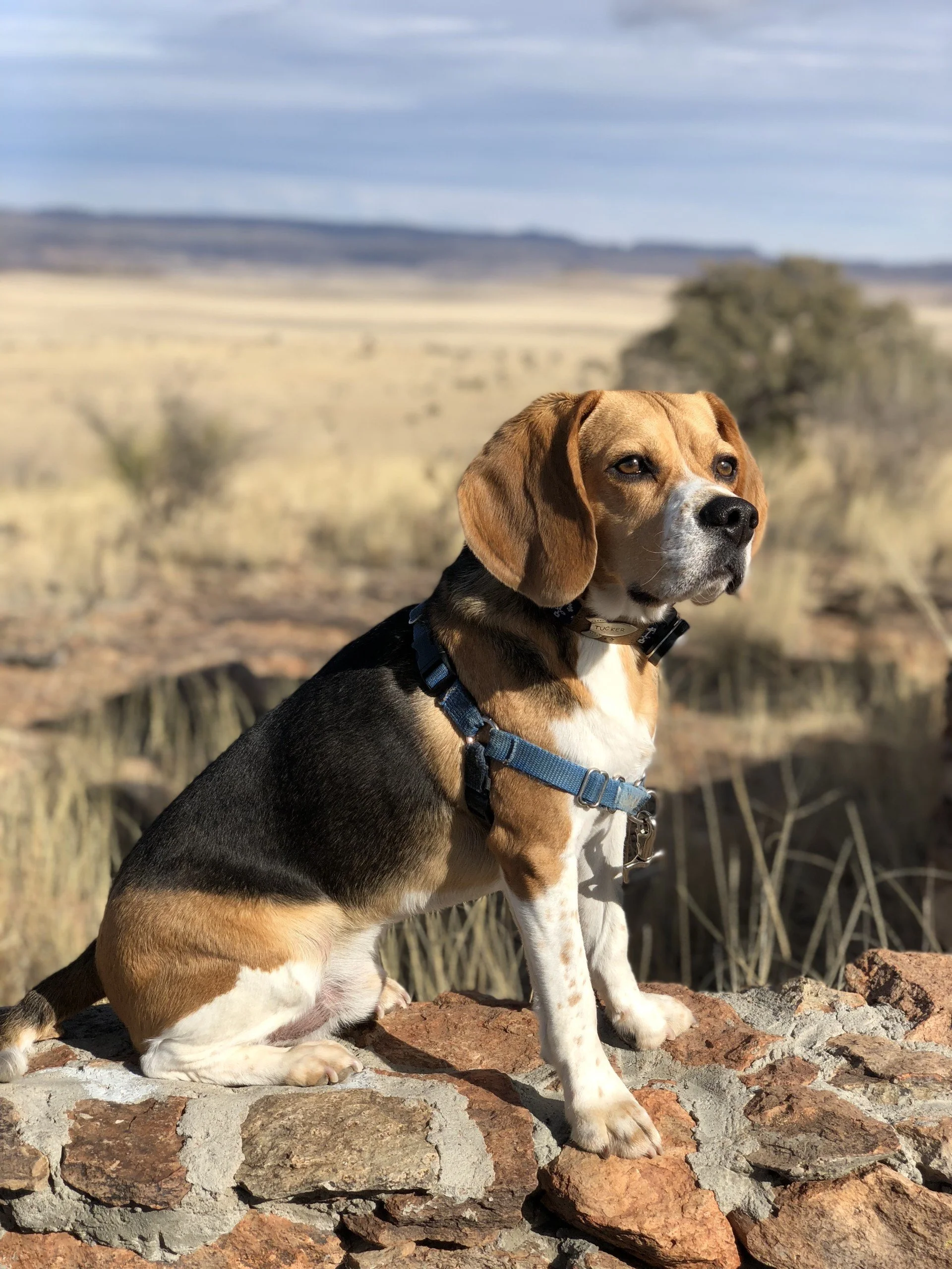 Happy Life Beagle Rescue