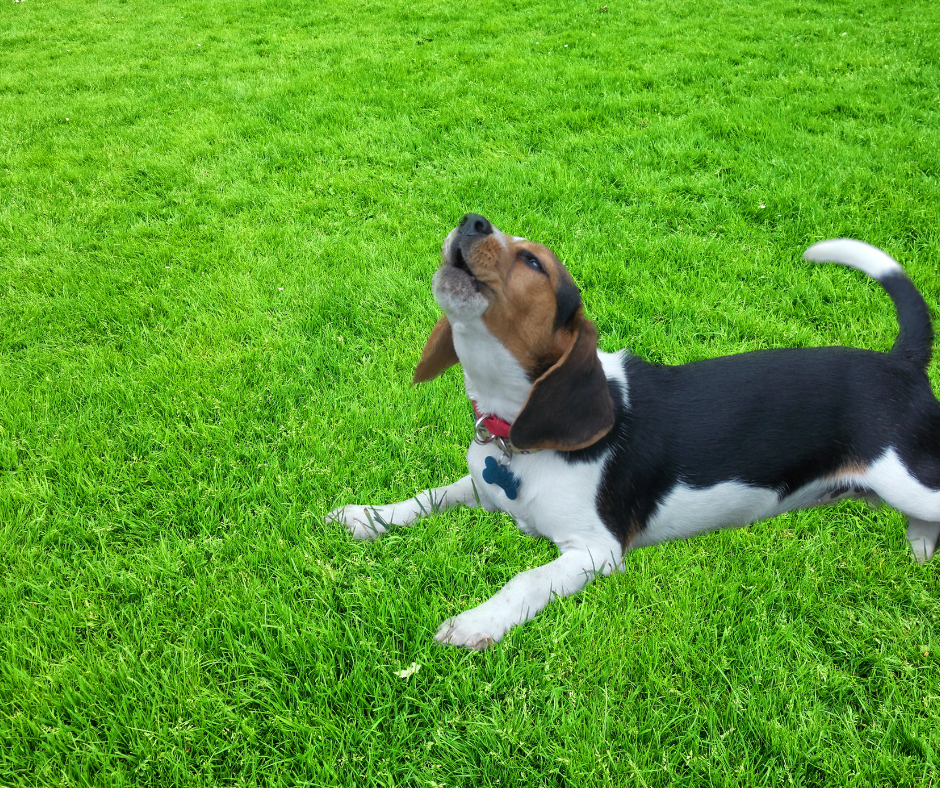 The Truth About Beagles — Happy Life Beagle Rescue