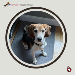 Zippo — Happy Life Beagle Rescue