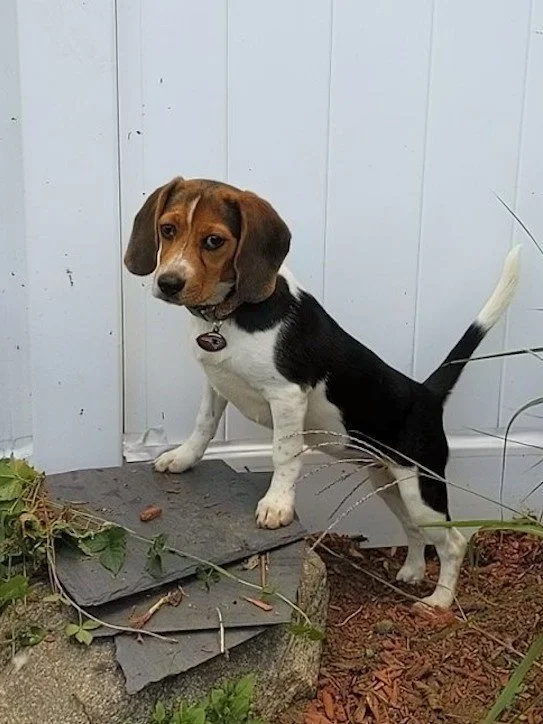 Happy Life Beagle Rescue