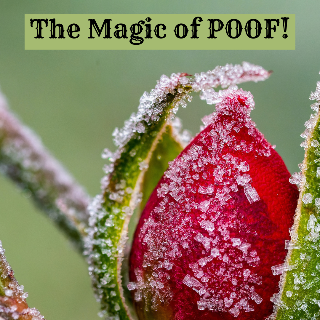 Blog 3 — Tarot and Natural Witchery