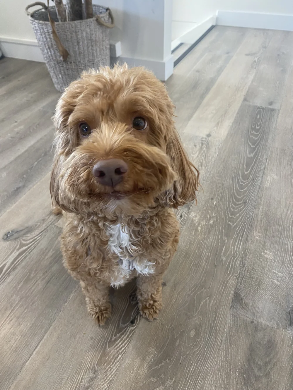 Our Dogs — Everyday Massive