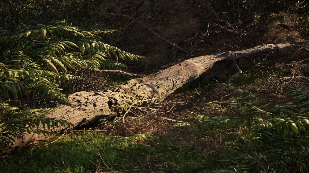 RealBiomes | Creating Next-Gen worlds for Unreal Engine 5