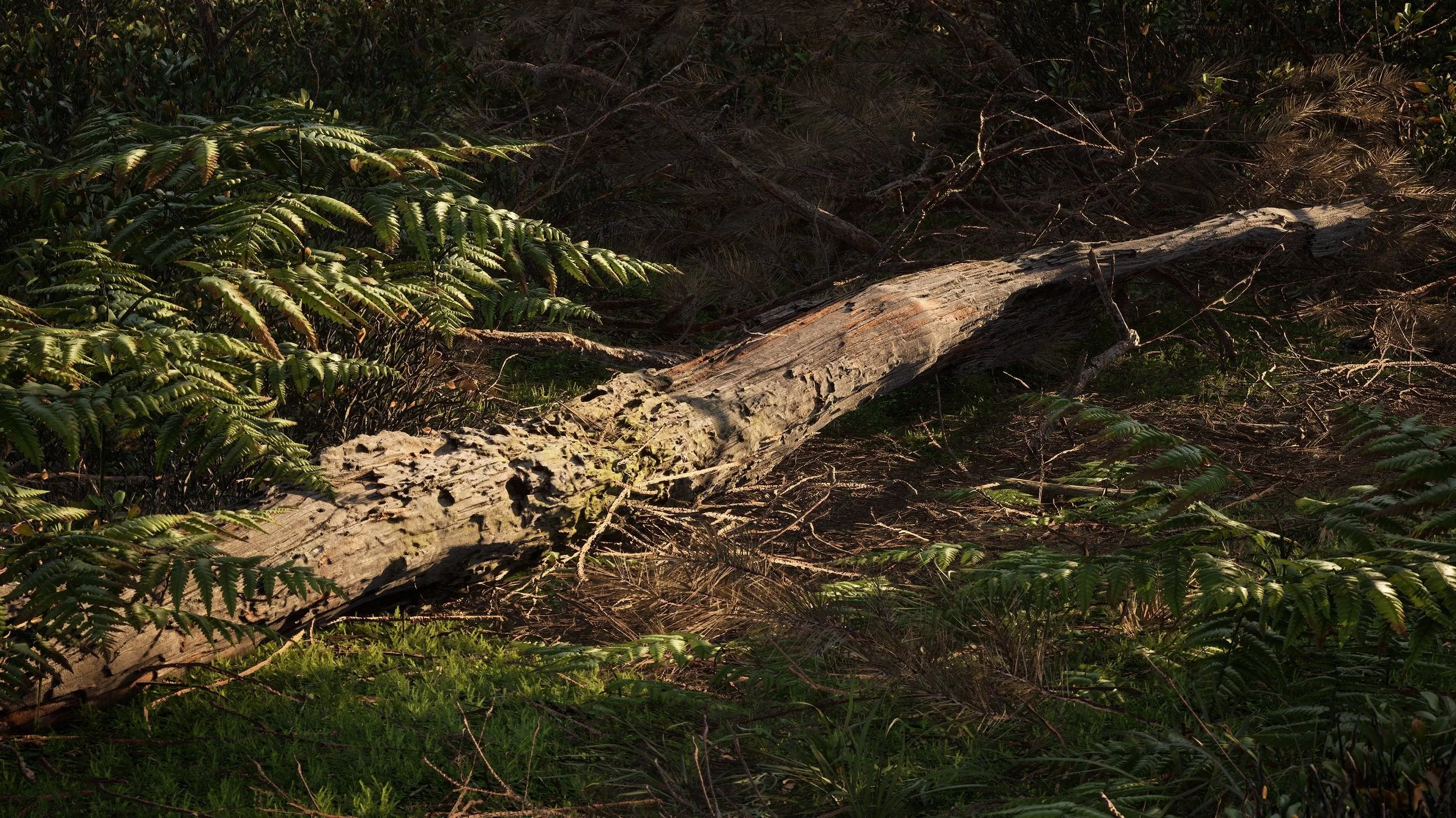 RealBiomes | Creating Next-Gen worlds for Unreal Engine 5