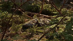 RealBiomes | Forest & Desert Biome Environments for Unreal Engine 5