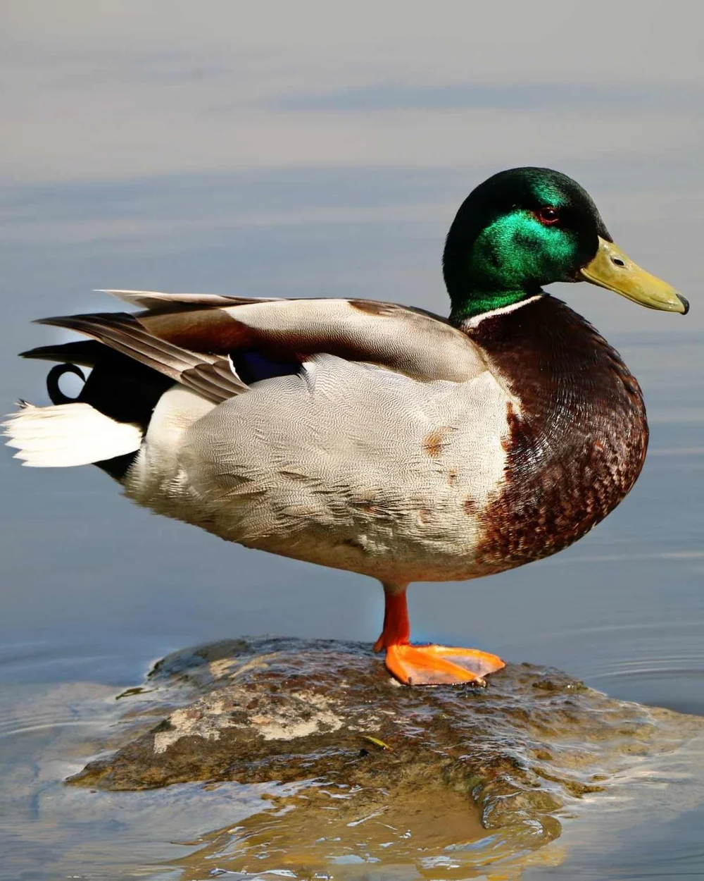 Duck Symbolism: Emotional Depth & Feminist Insight