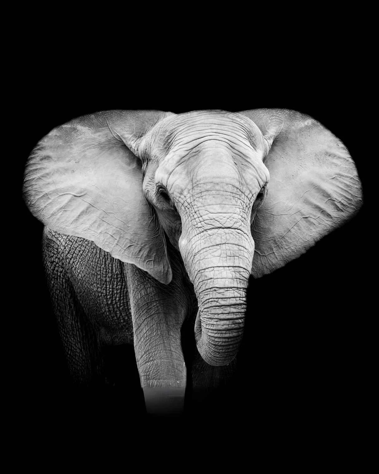 Elephant Symbolism in Feminist Art: Wisdom and Strength