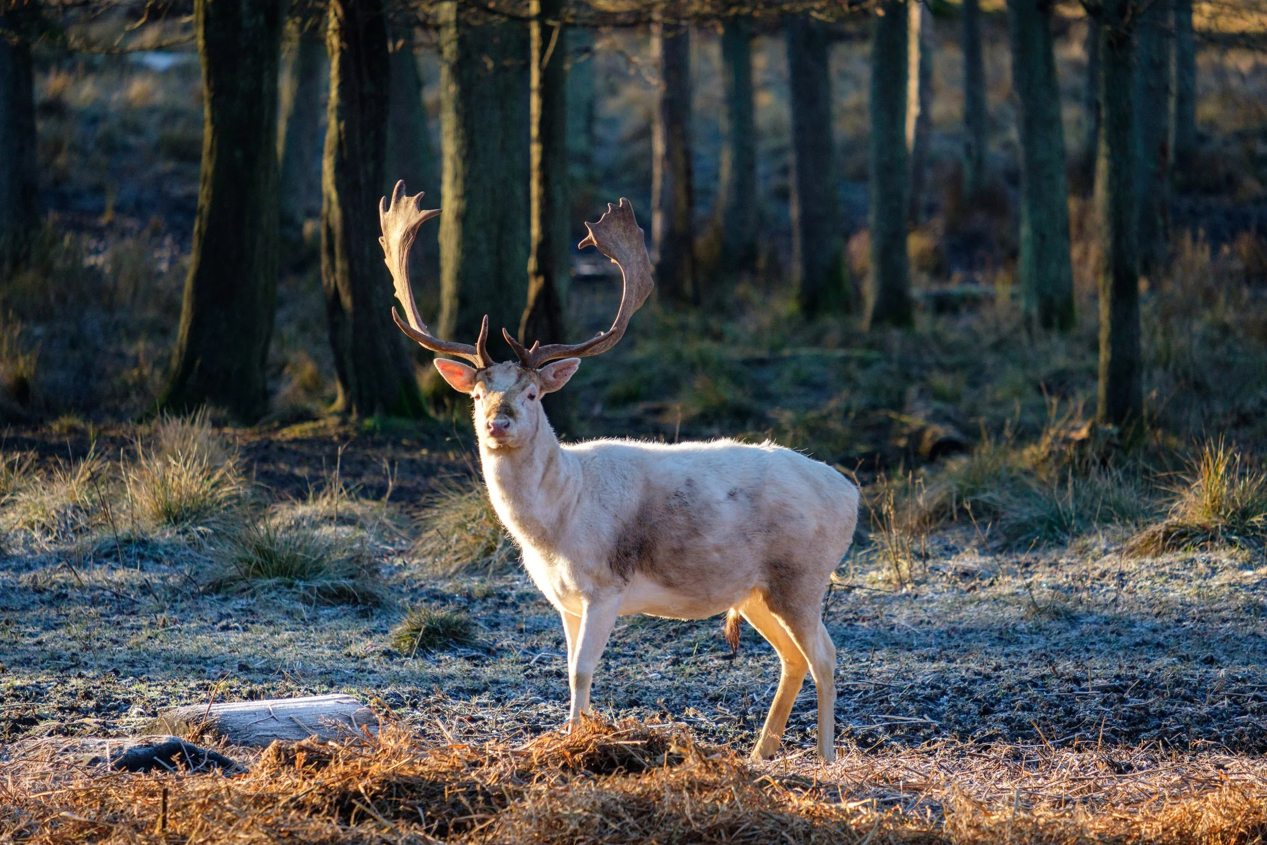 About me — Dag-Inge Aas