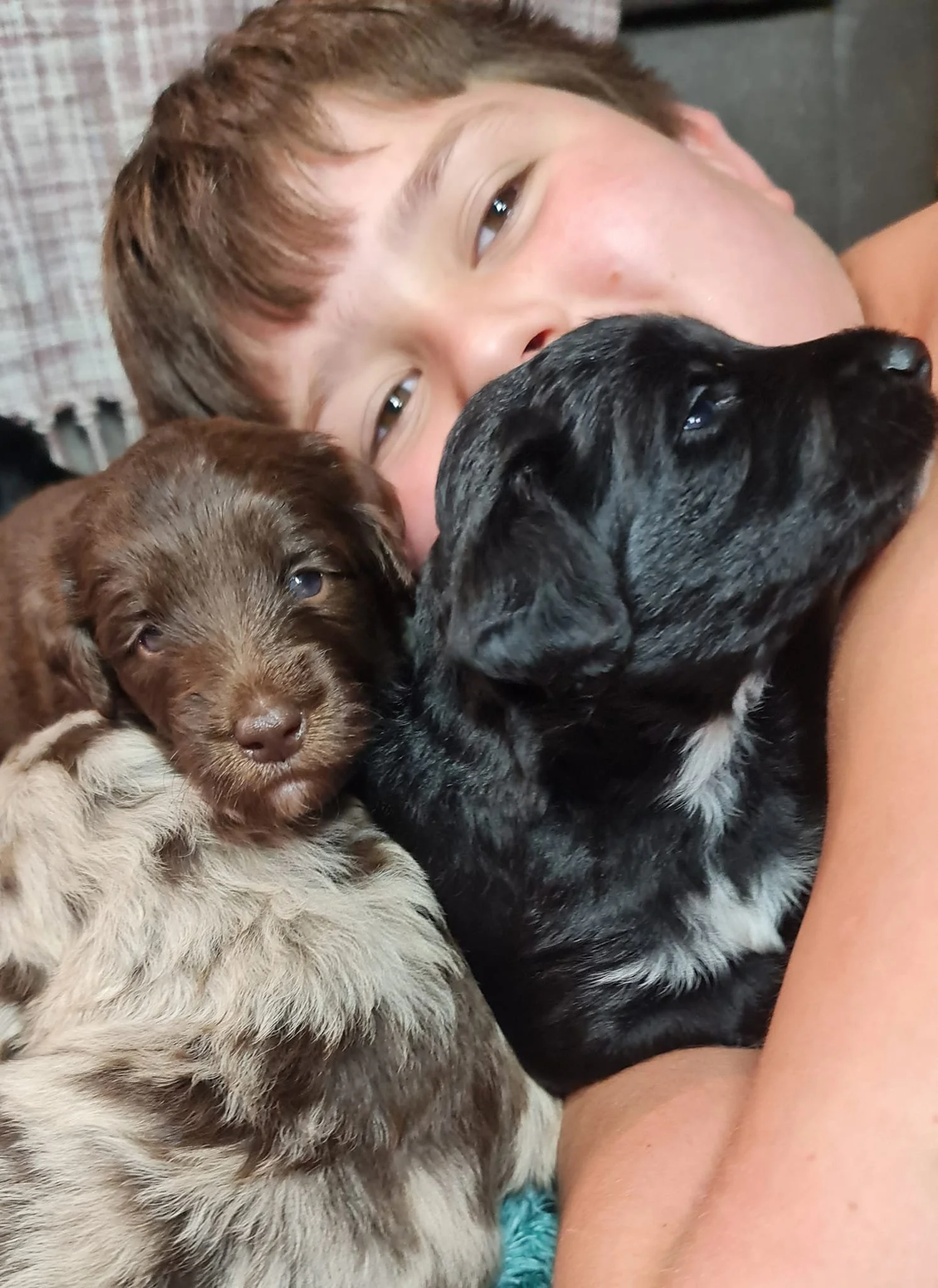 Bate's Ranch Bordoodles