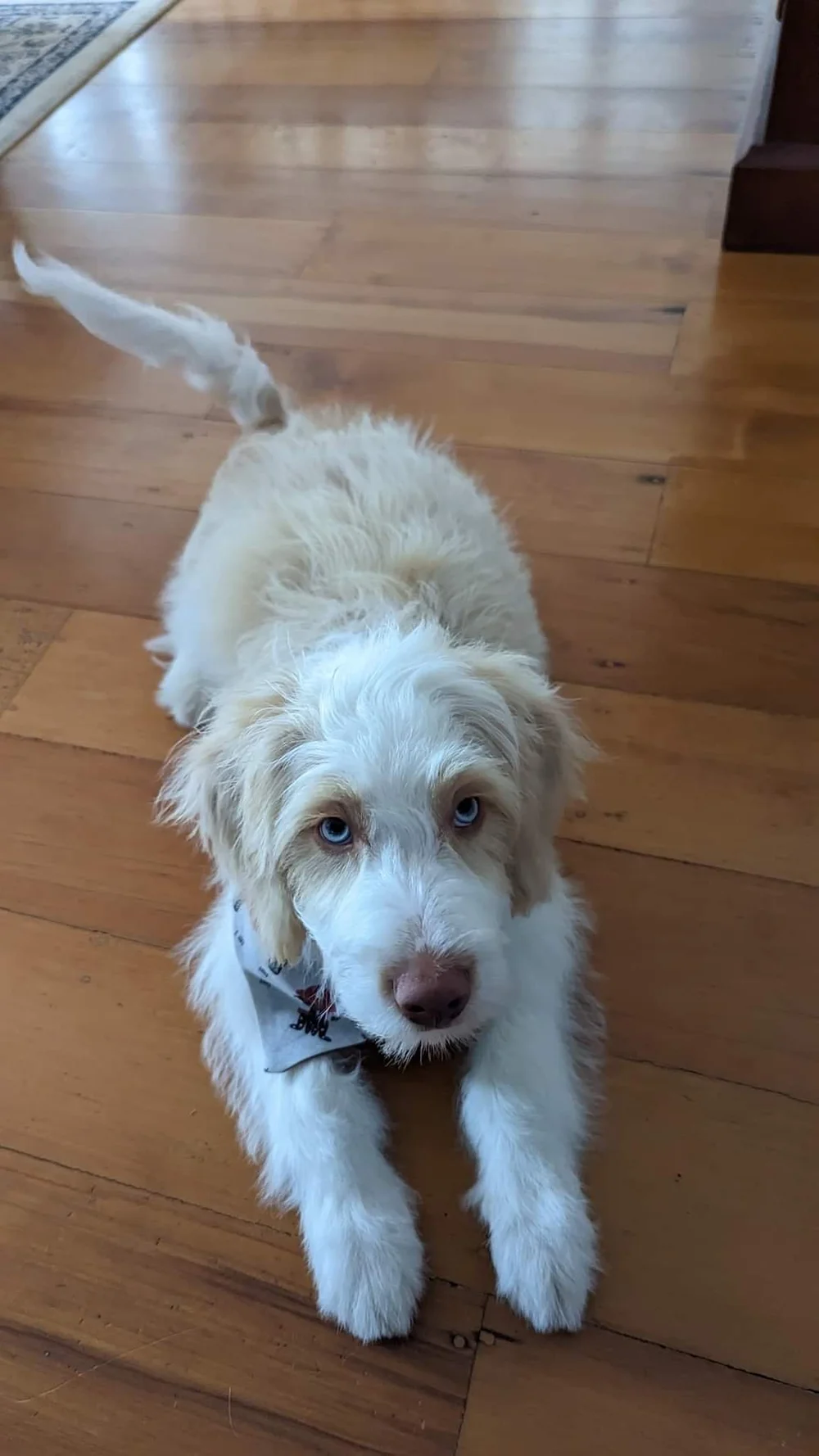 What is a Bordoodle — Bate's Ranch Bordoodles