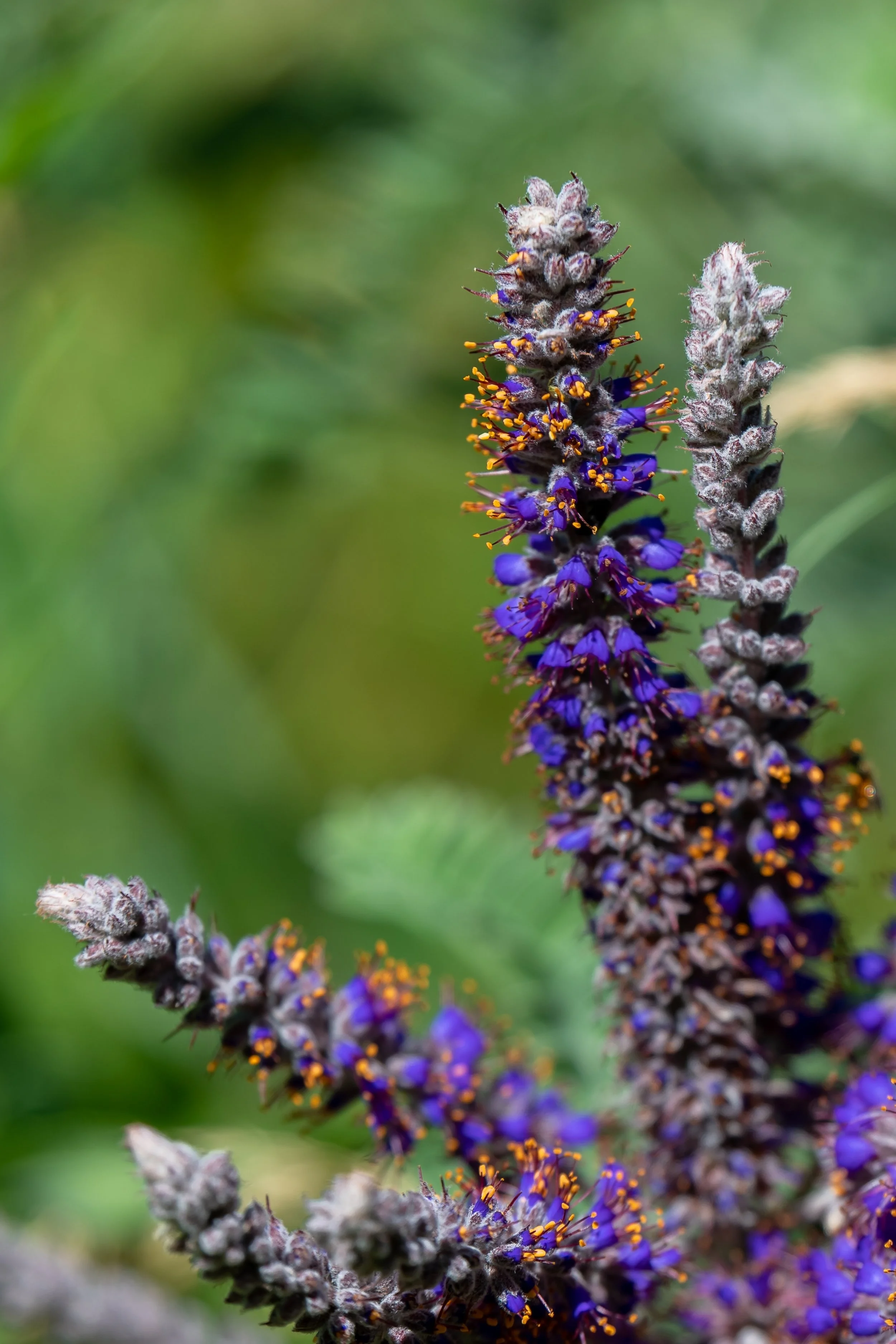 Amorpha canescens (lead plant) — Tend Native Plants