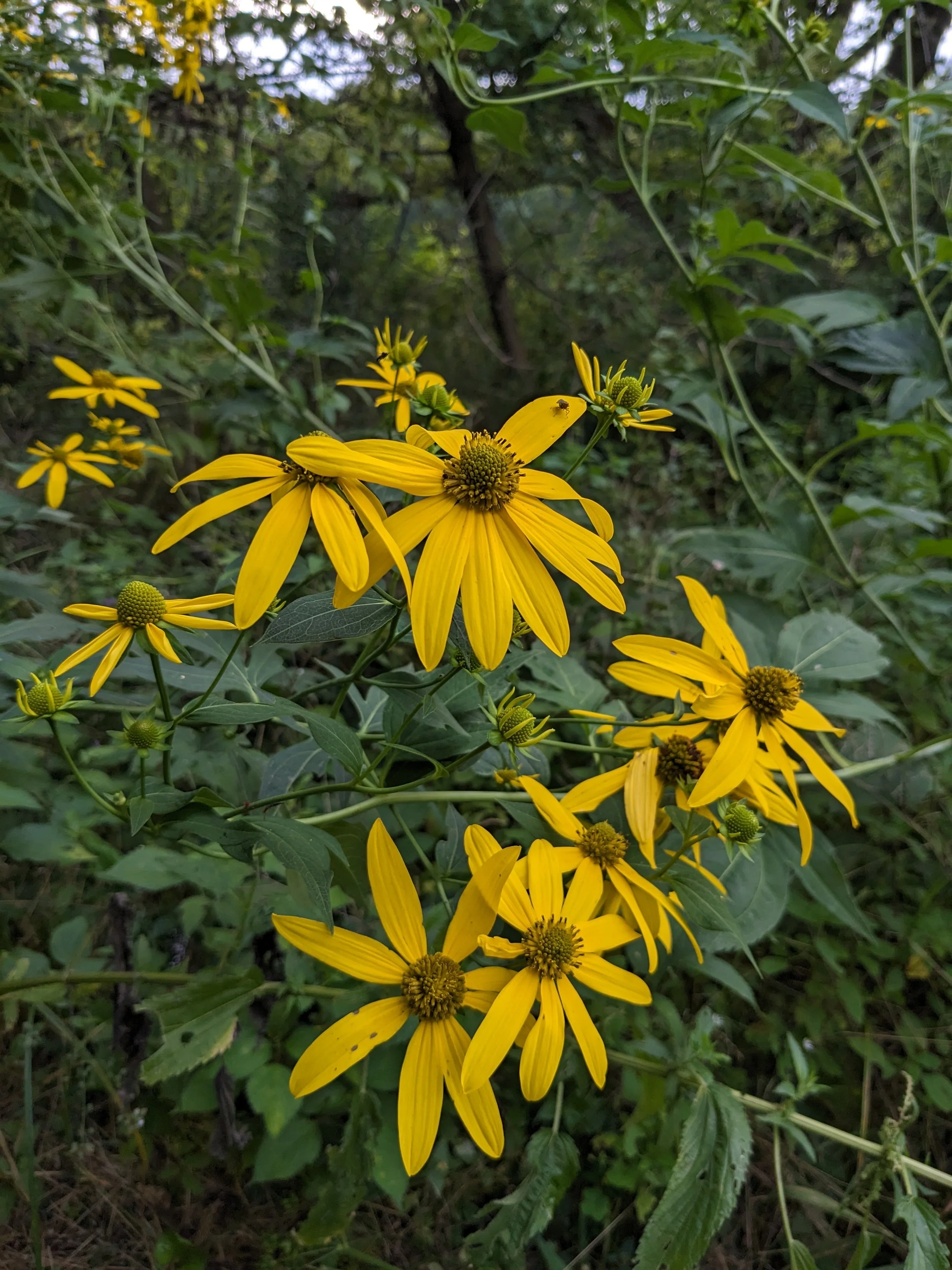 Rudbeckia laciniata (wild golden glow) — Tend Native Plants
