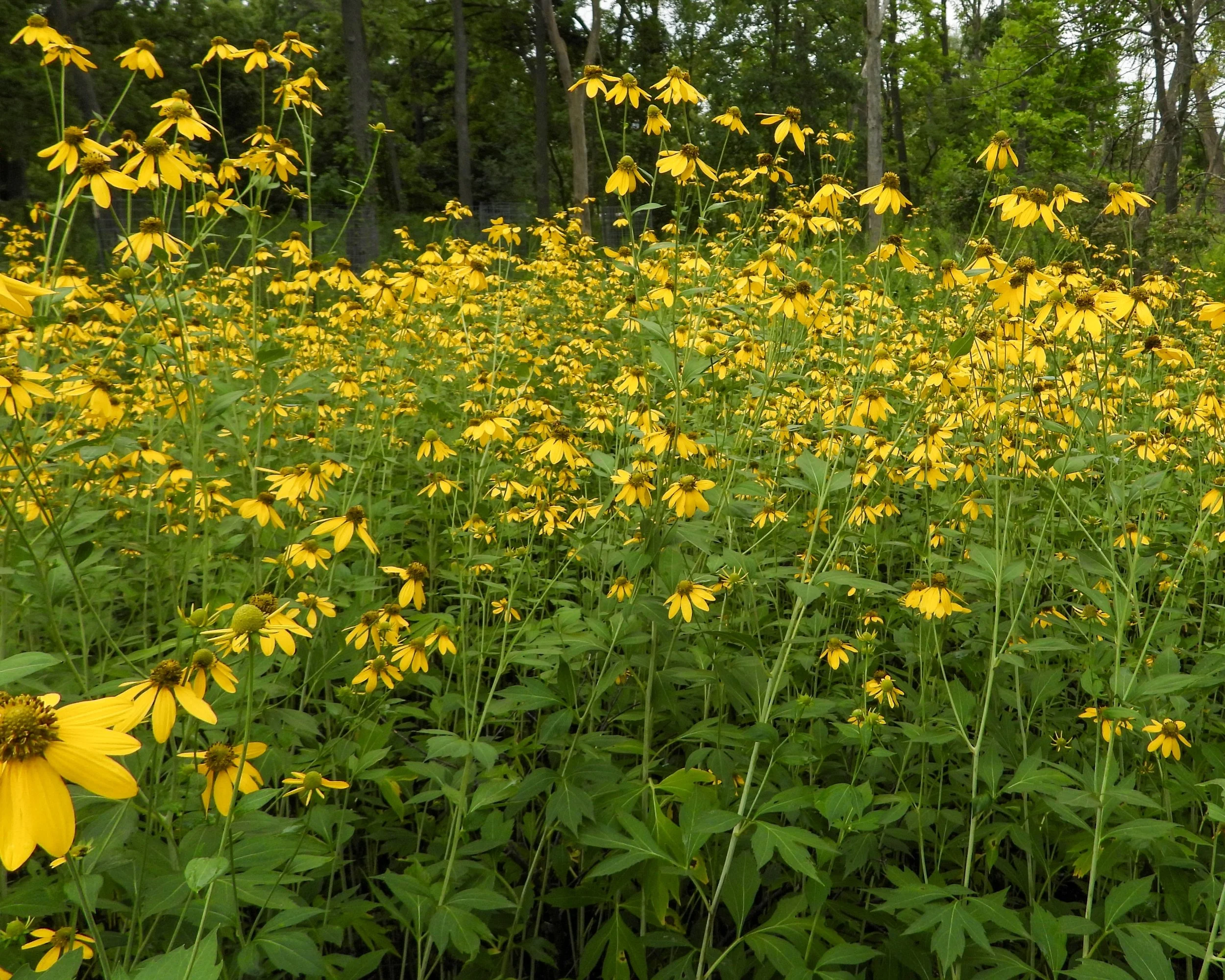 Rudbeckia laciniata (wild golden glow) — Tend Native Plants