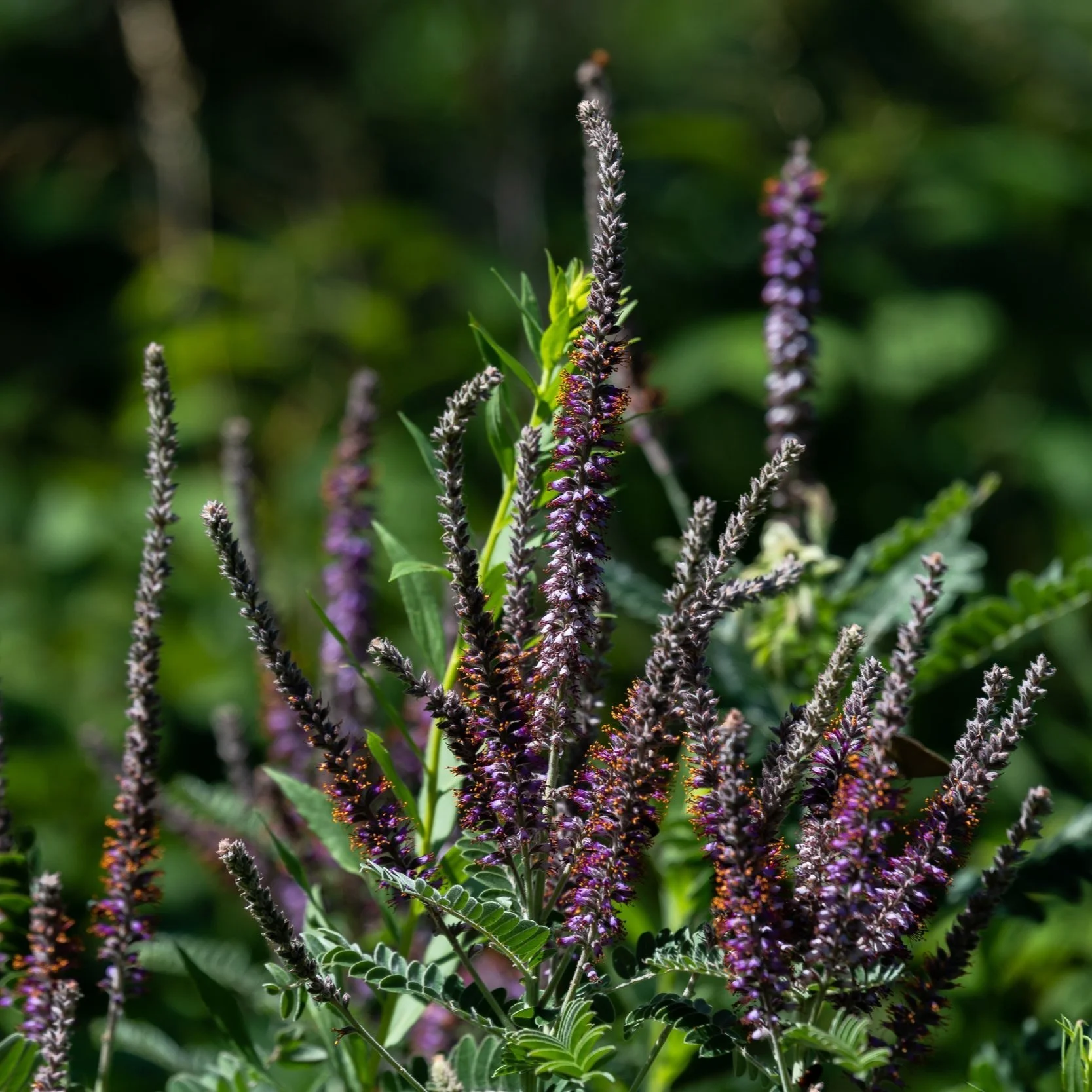 Amorpha canescens (lead plant) — Tend Native Plants