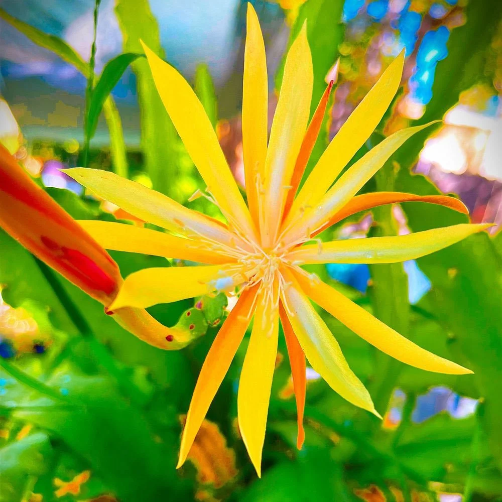 Kali’s Story — Lian Hurst Mann