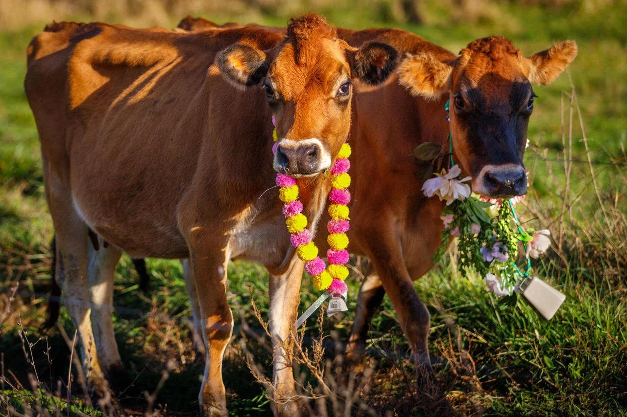 Cherry Grove Farm | Grass-Fed Dairy & Farmstead Cheeses in New Jersey
