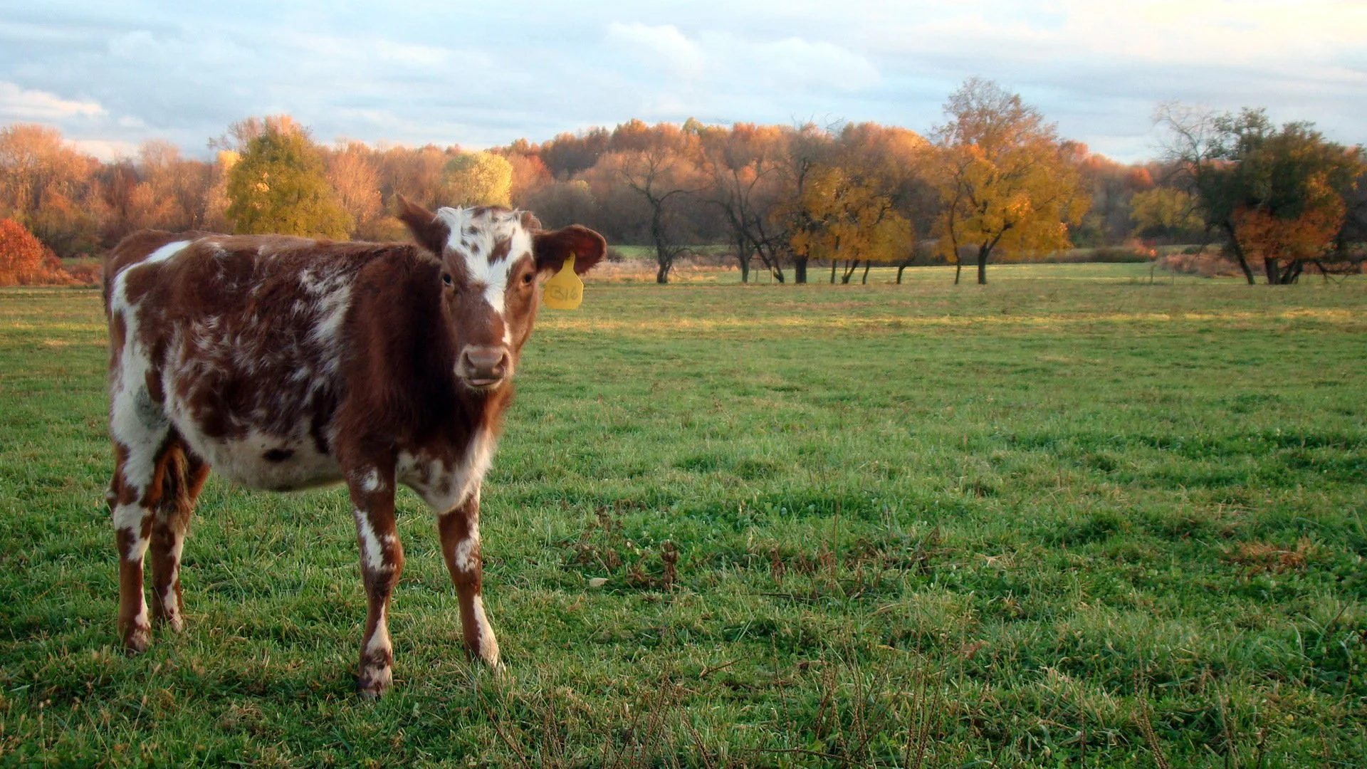 Cherry Grove Farm | Grass-Fed Dairy & Farmstead Cheeses in New Jersey