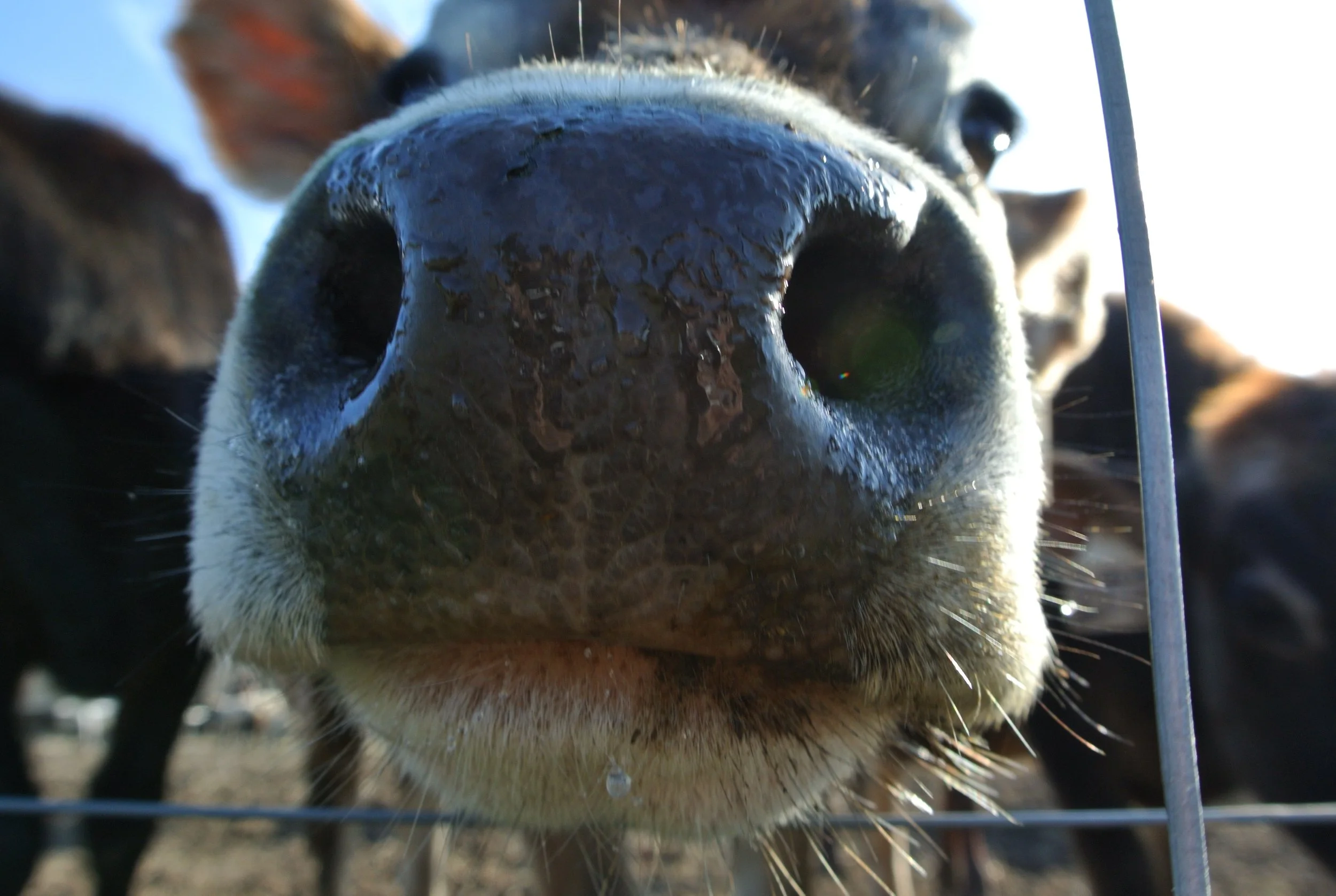 Cherry Grove Farm | Grass-Fed Dairy & Farmstead Cheeses in New Jersey