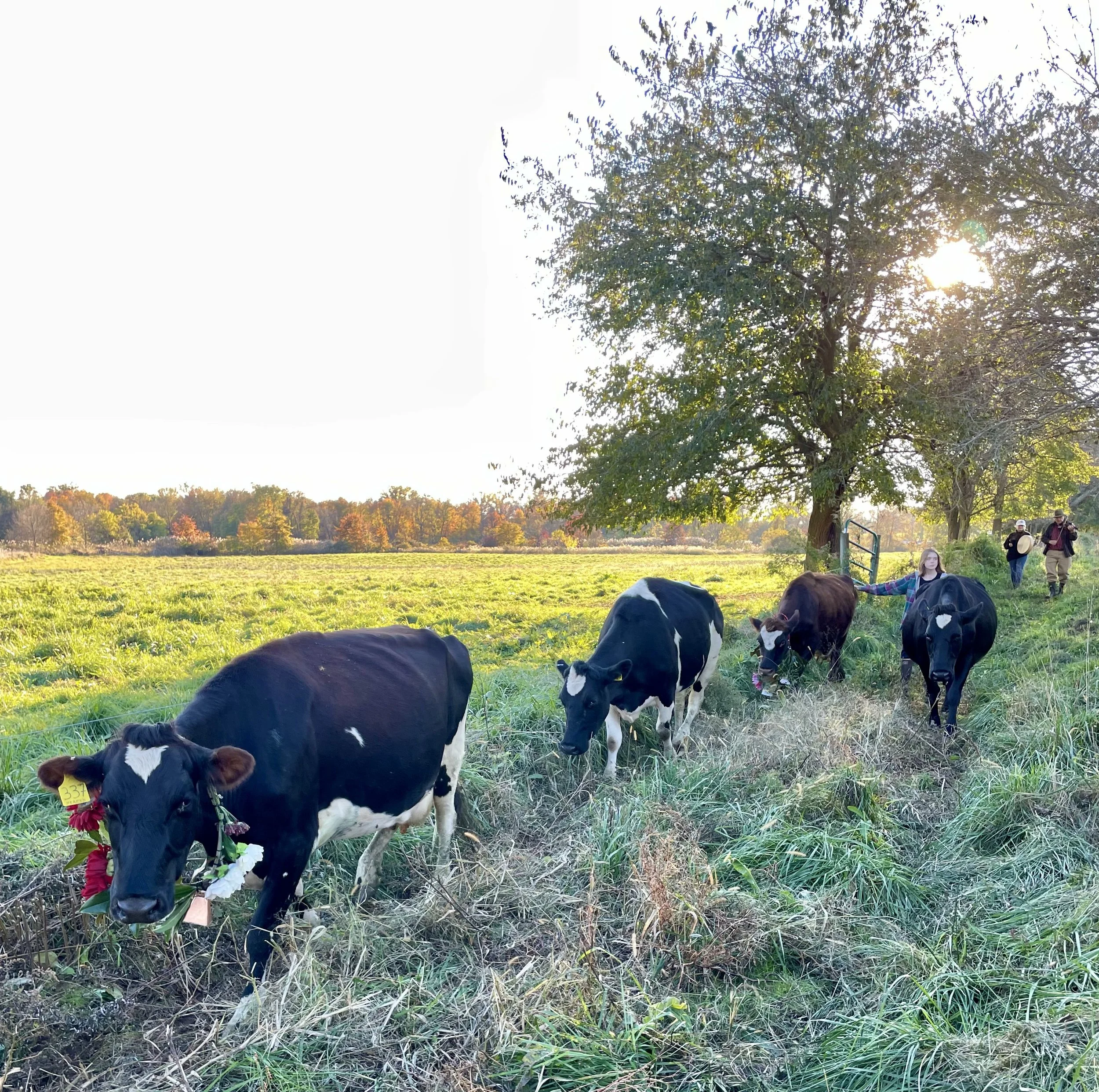 Cheese Making Classes NJ — Cherry Grove Farm