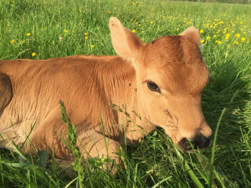 Cherry Grove Farm | Grass-Fed Dairy & Farmstead Cheeses in New Jersey