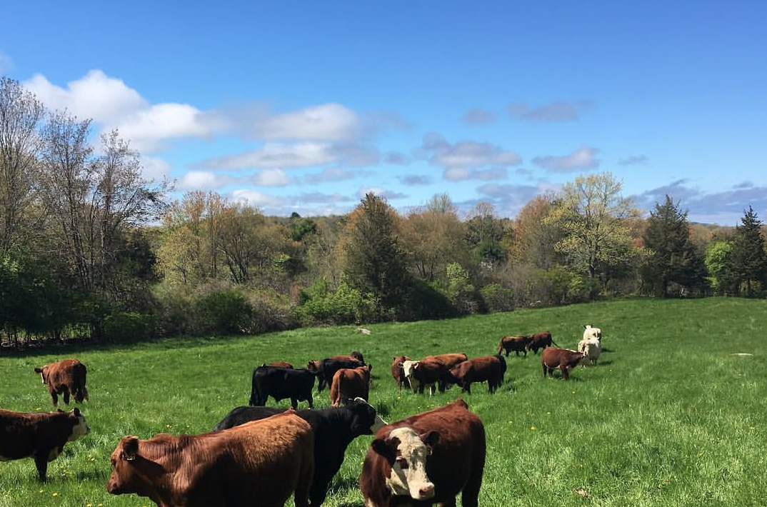 Seaview Farm | High Quality Products | Sustainably Raised | Rockport, MA