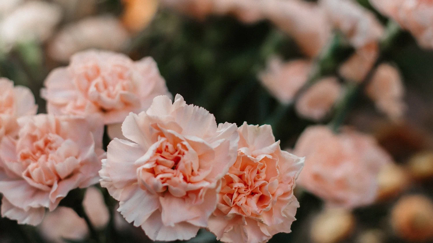 About us — Turflor