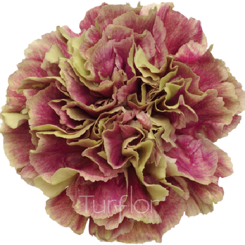 Carnation — Turflor