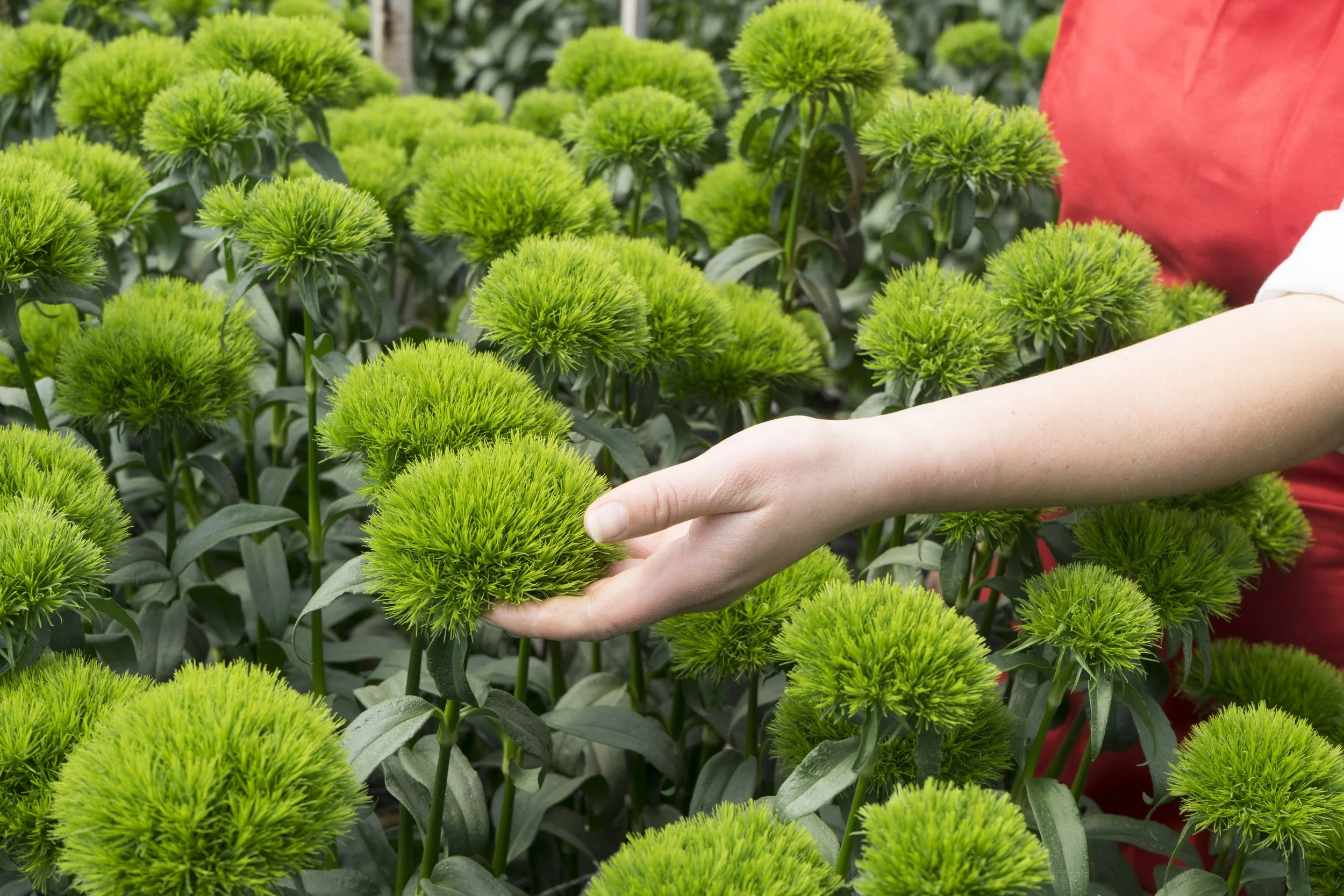 Catalogue — Turflor