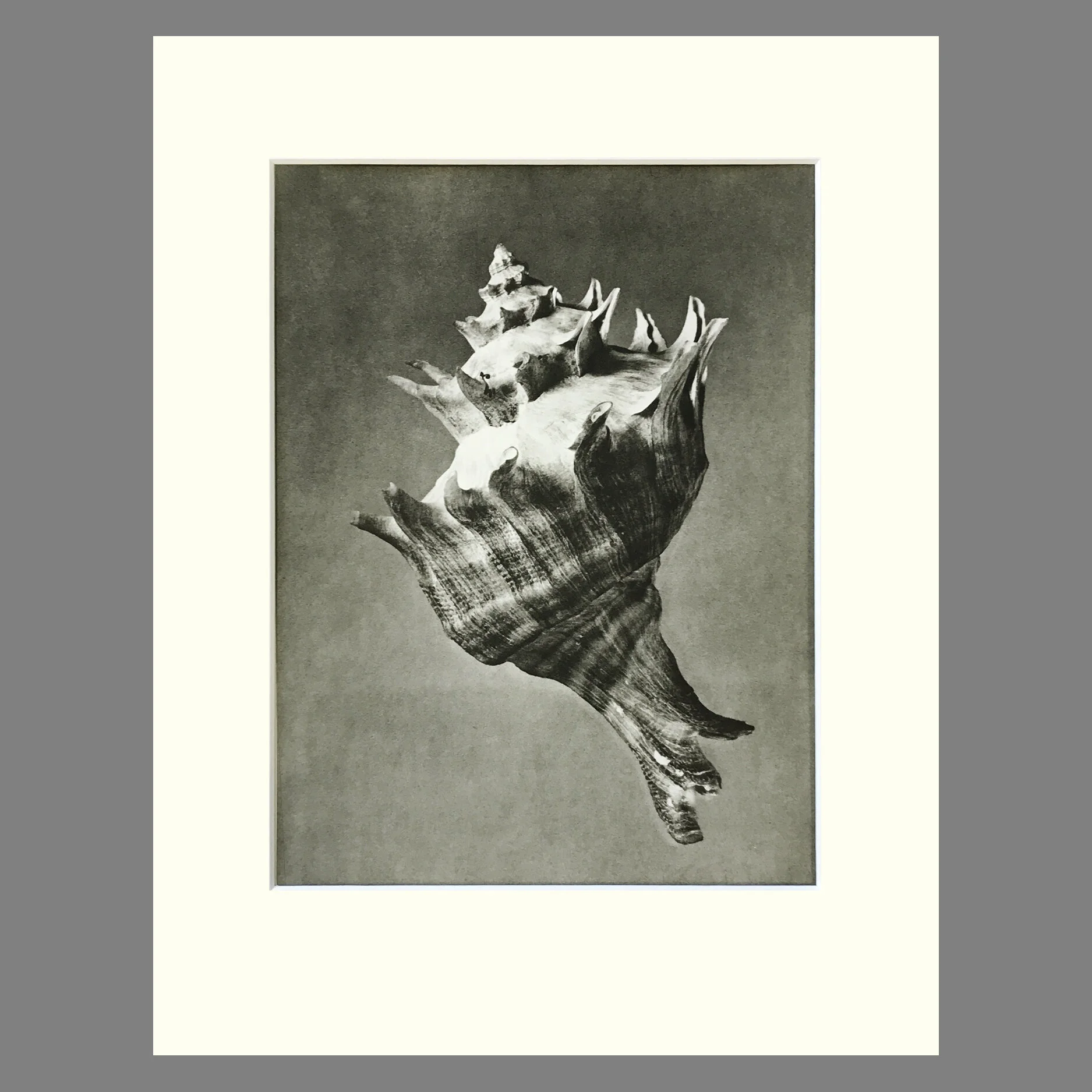 SHELL PHOTOGRAVURES — Matted Print Archives