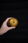 Golden Russet — Cambium Cider Co
