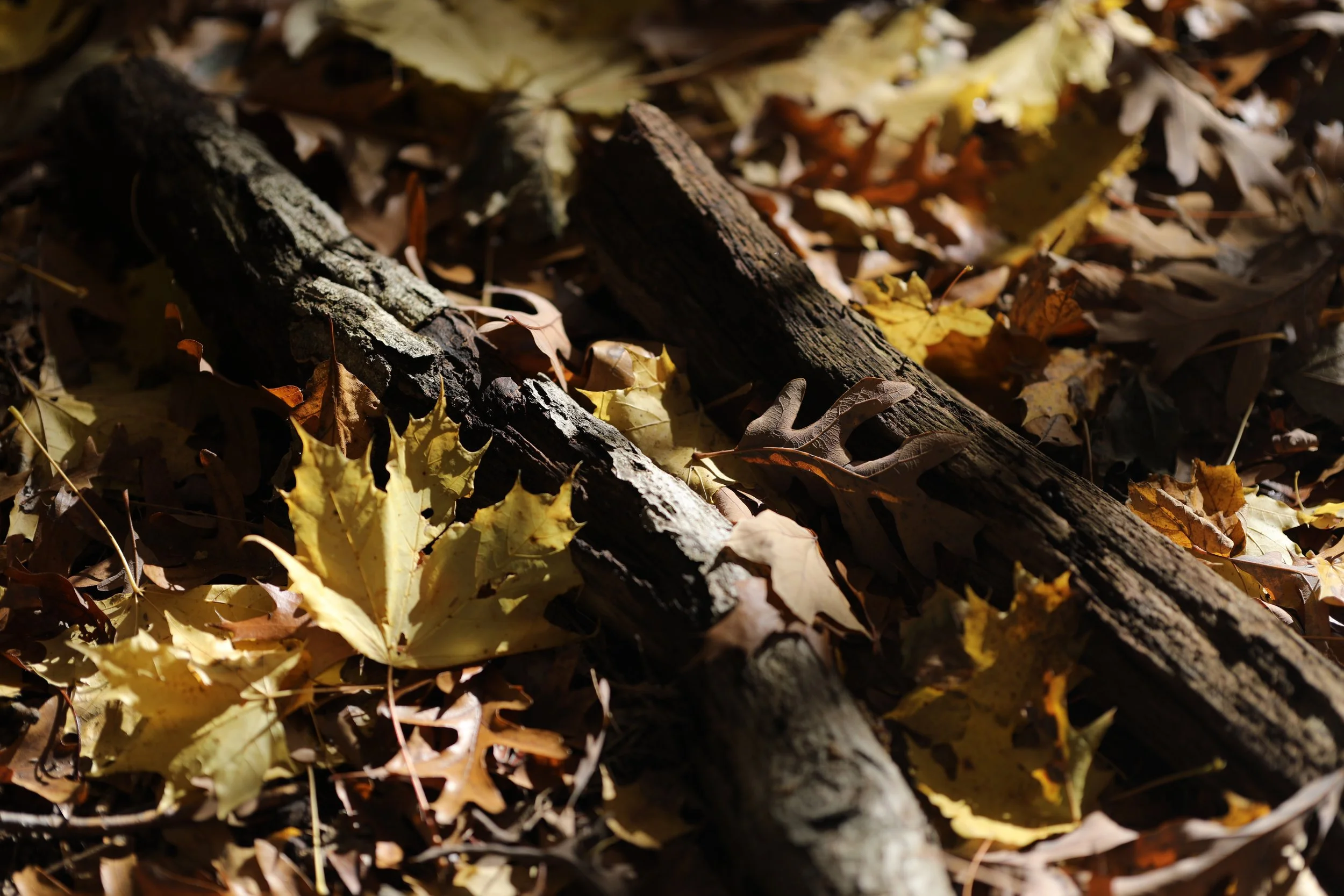 Nature — Stephen Willett Photography