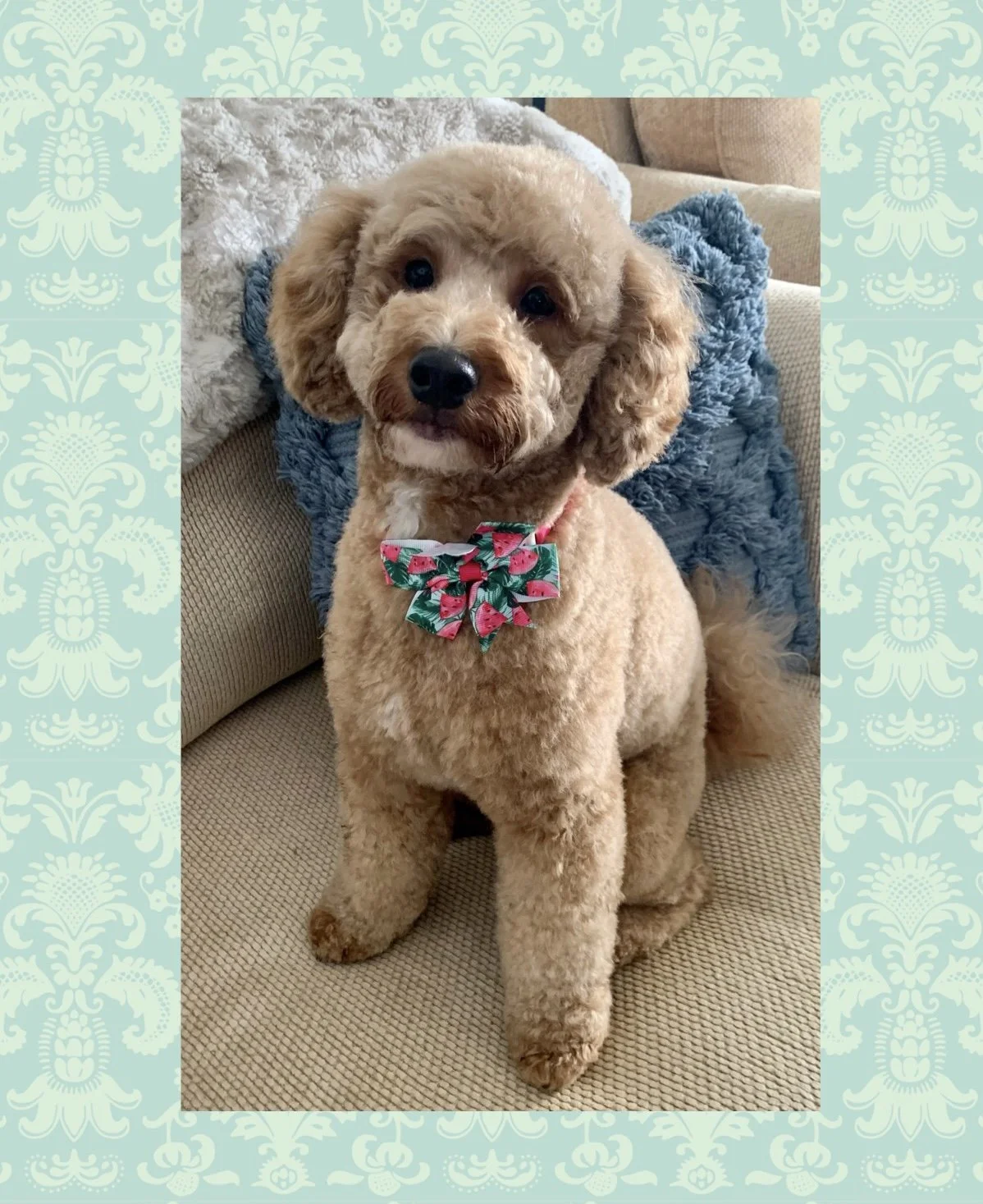 🐾 GALLERY OF OUR BESPOKE SPOODLES, DAMS, SIRES & PUPPIES — BESPOKE ...