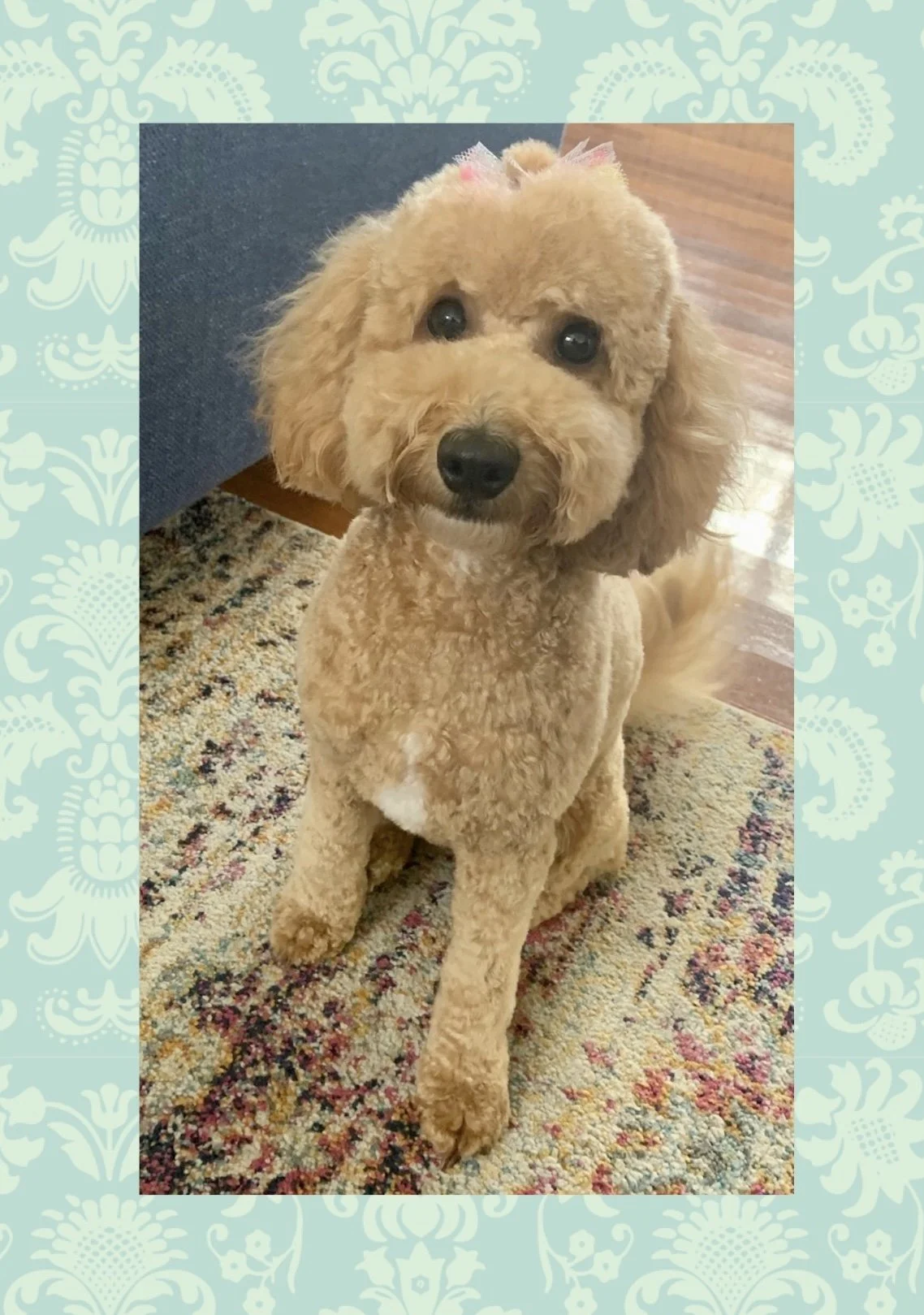 🐾 GALLERY OF OUR BESPOKE SPOODLES, DAMS, SIRES & PUPPIES — BESPOKE ...