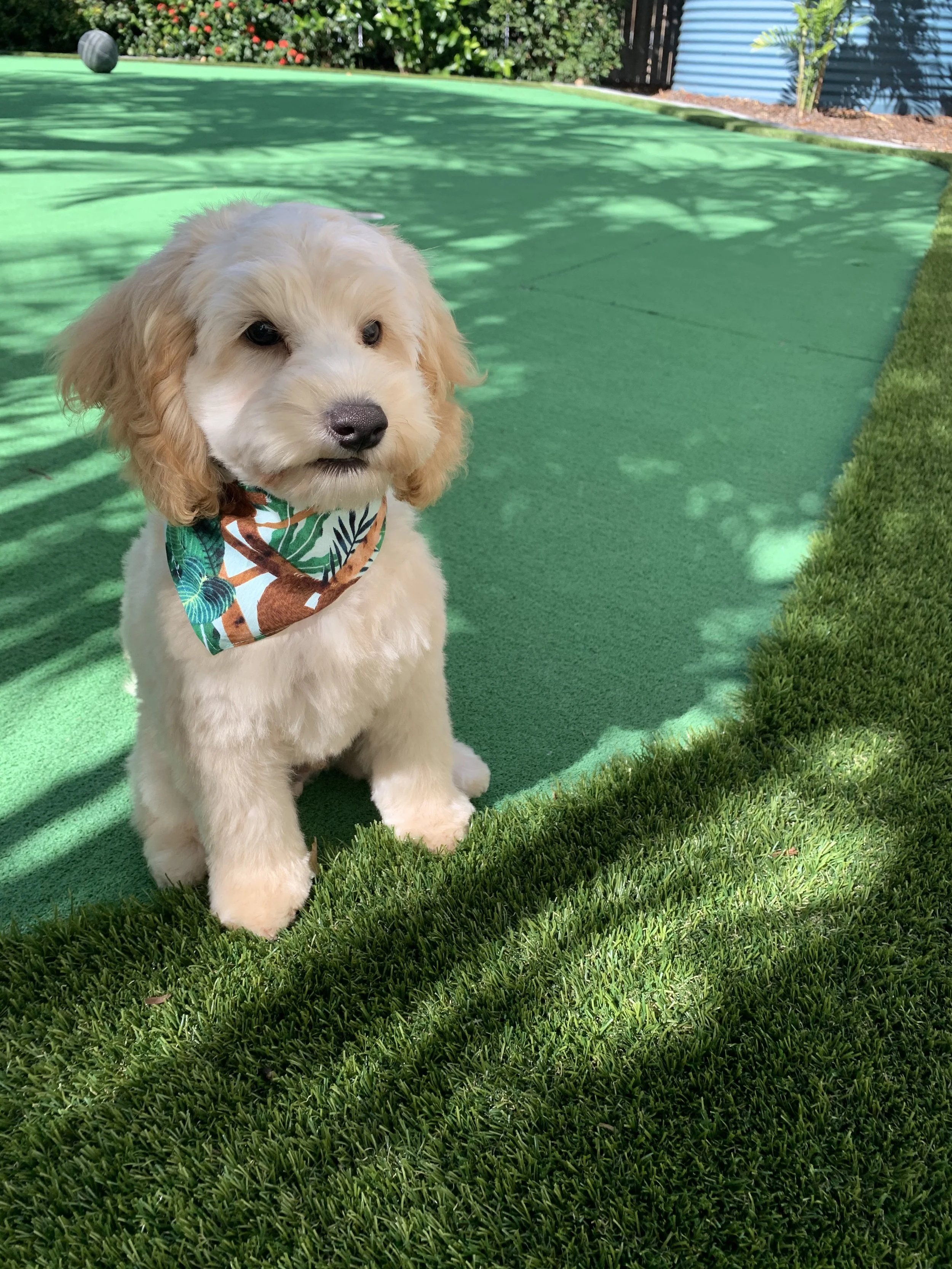 🐾 OUR SPOODLE STUD — BESPOKE SPOODLES BRISBANE