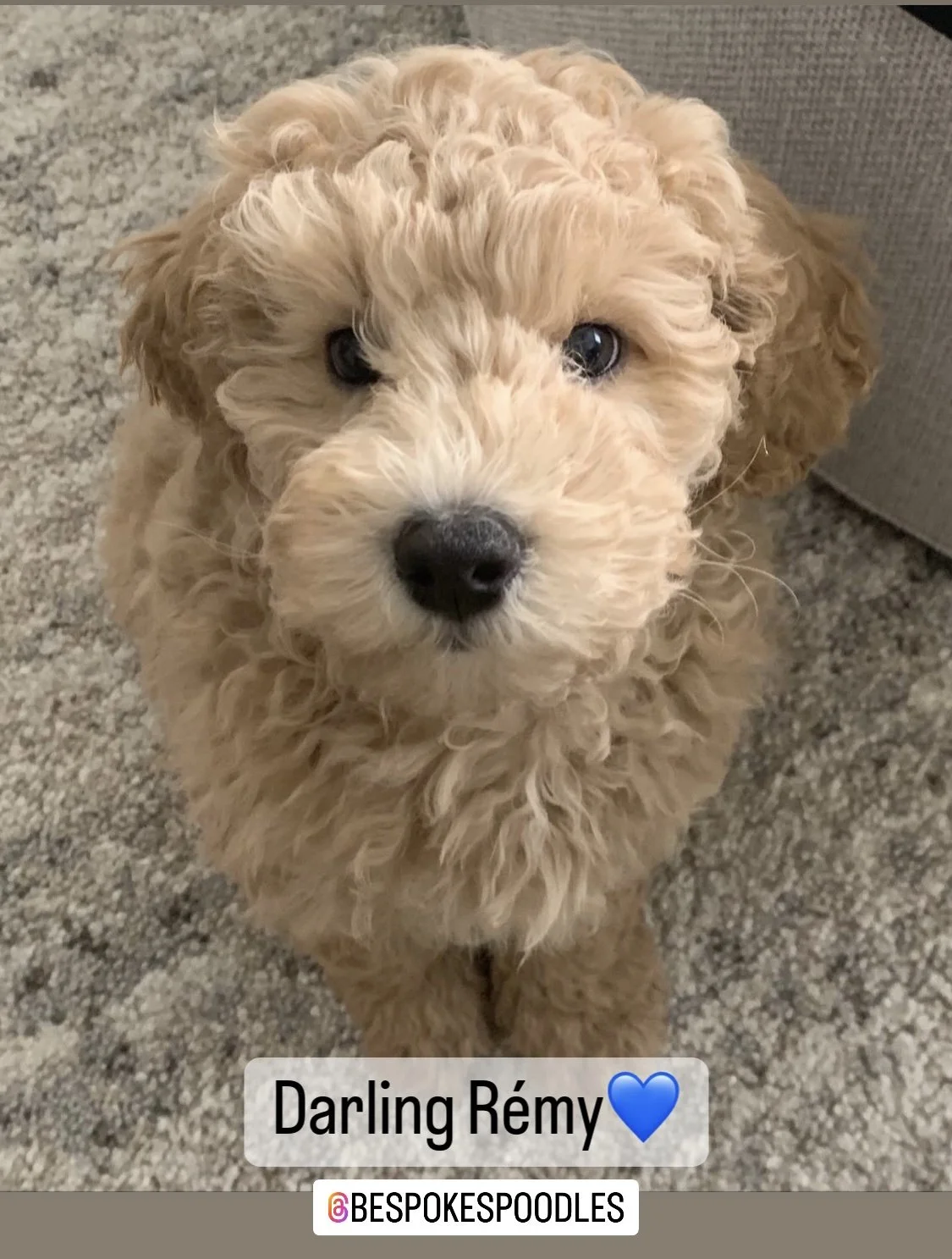 🐾 GALLERY OF OUR BESPOKE SPOODLES, DAMS, SIRES & PUPPIES — BESPOKE ...