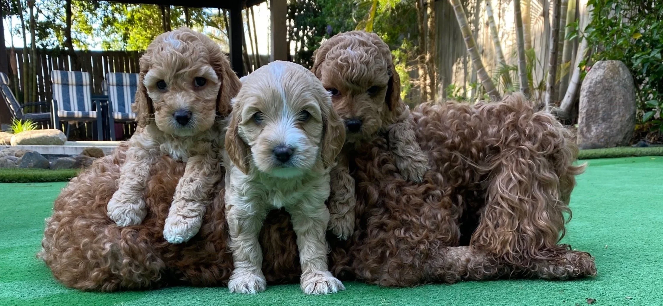 🐾 GALLERY OF OUR BESPOKE SPOODLES, DAMS, SIRES & PUPPIES — BESPOKE ...