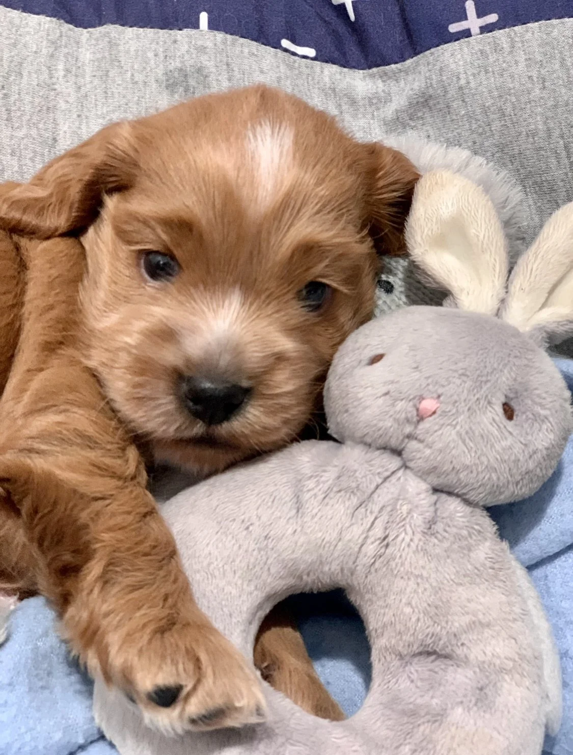 🐾 GALLERY OF OUR BESPOKE SPOODLES, DAMS, SIRES & PUPPIES — BESPOKE ...